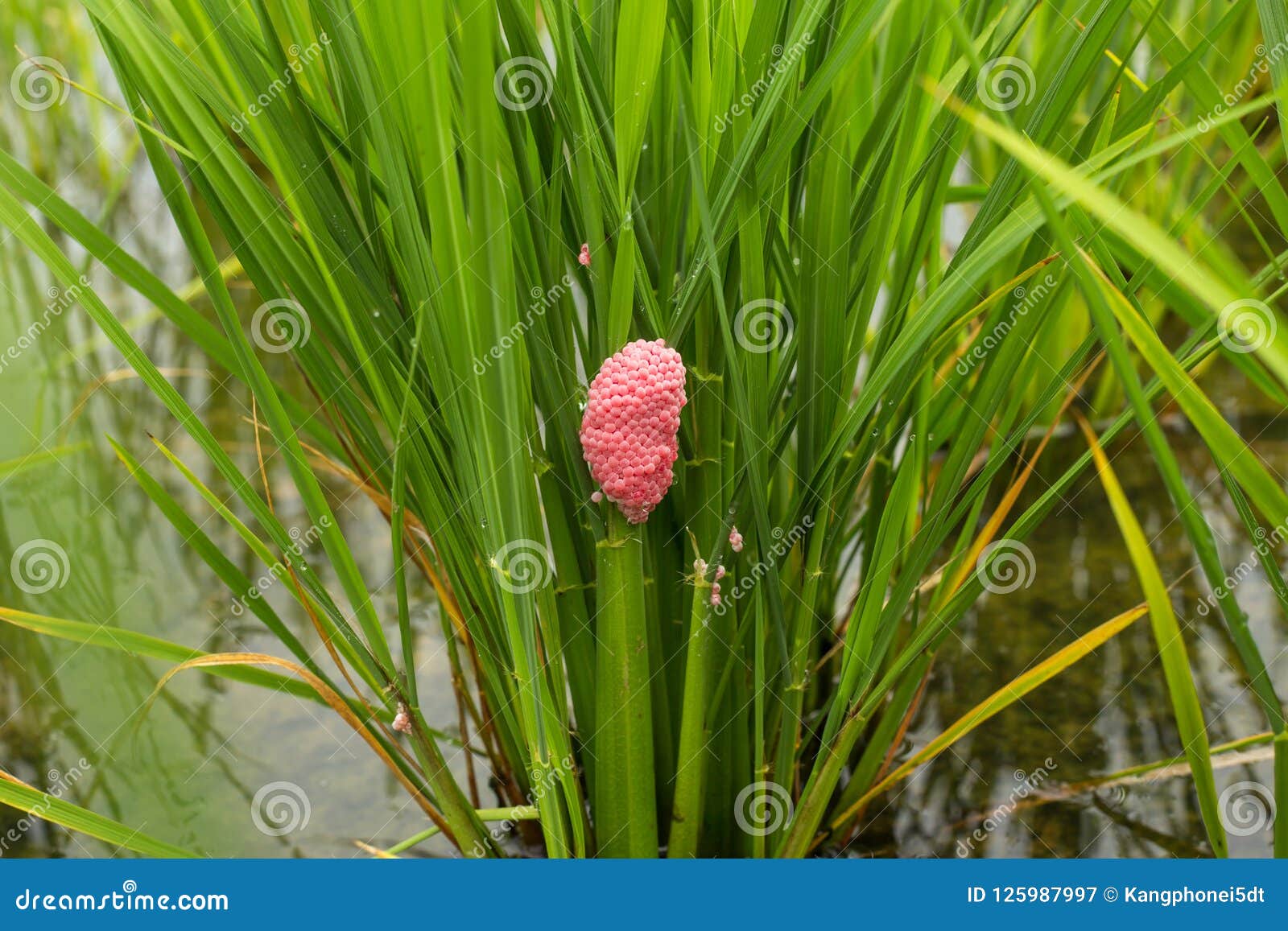 Cherry Shells in Rice Fields Stock Image - Image of beautiful ...