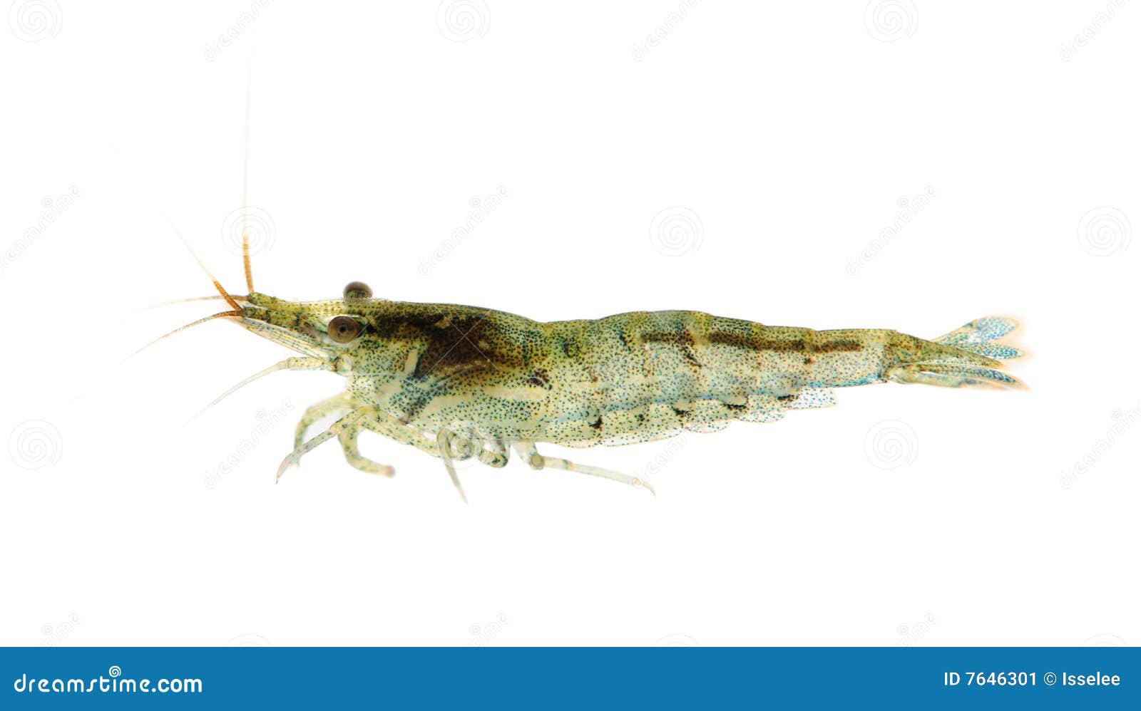Cherry Shrimp - Neocaridina Heteropoda Stock Image - Image of ...