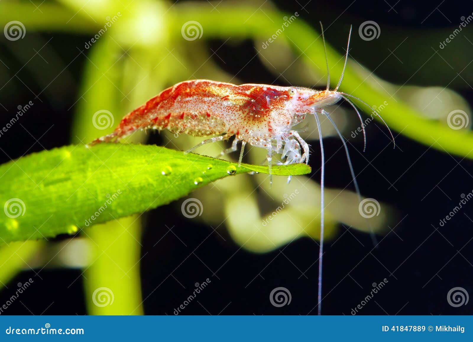 Cherry Shrimp Neocaridina Davidi Stock Photo | CartoonDealer.com #109343730