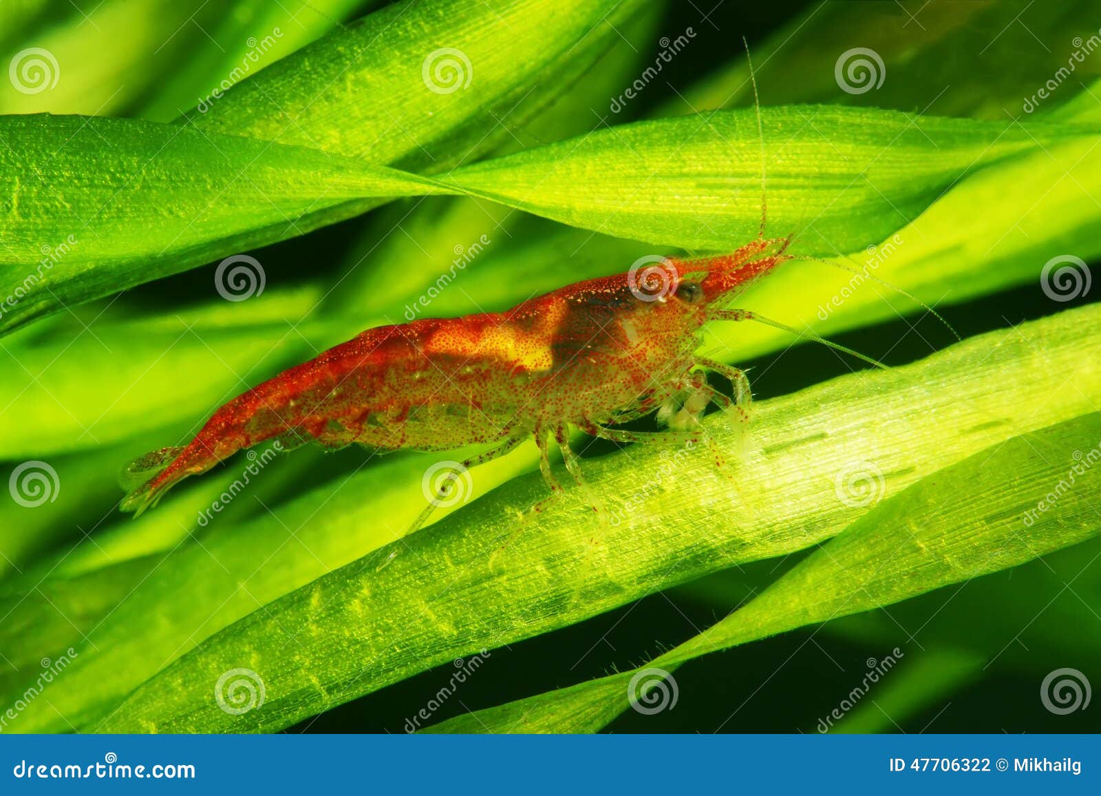 Cherry Shrimp Neocaridina Davidi Stock Photo | CartoonDealer.com #109343730