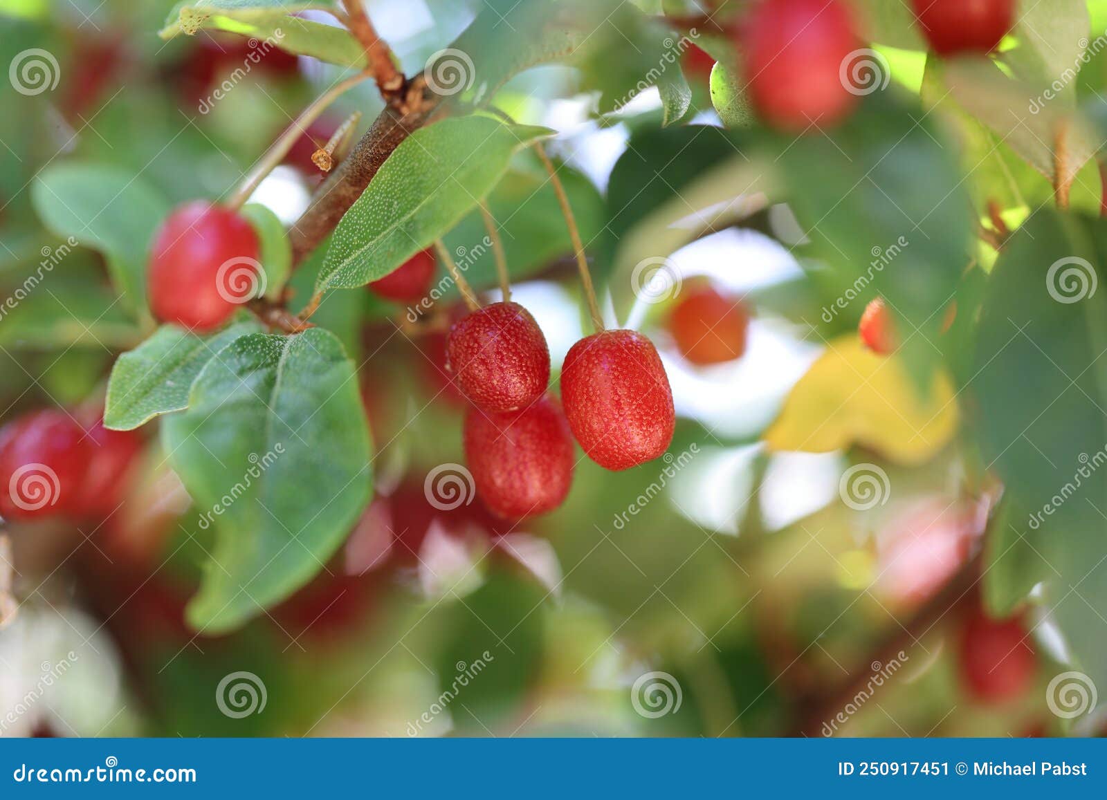 Silverberry Fruits Close-up. Elaeagnus Fruits. Stock Photography ...