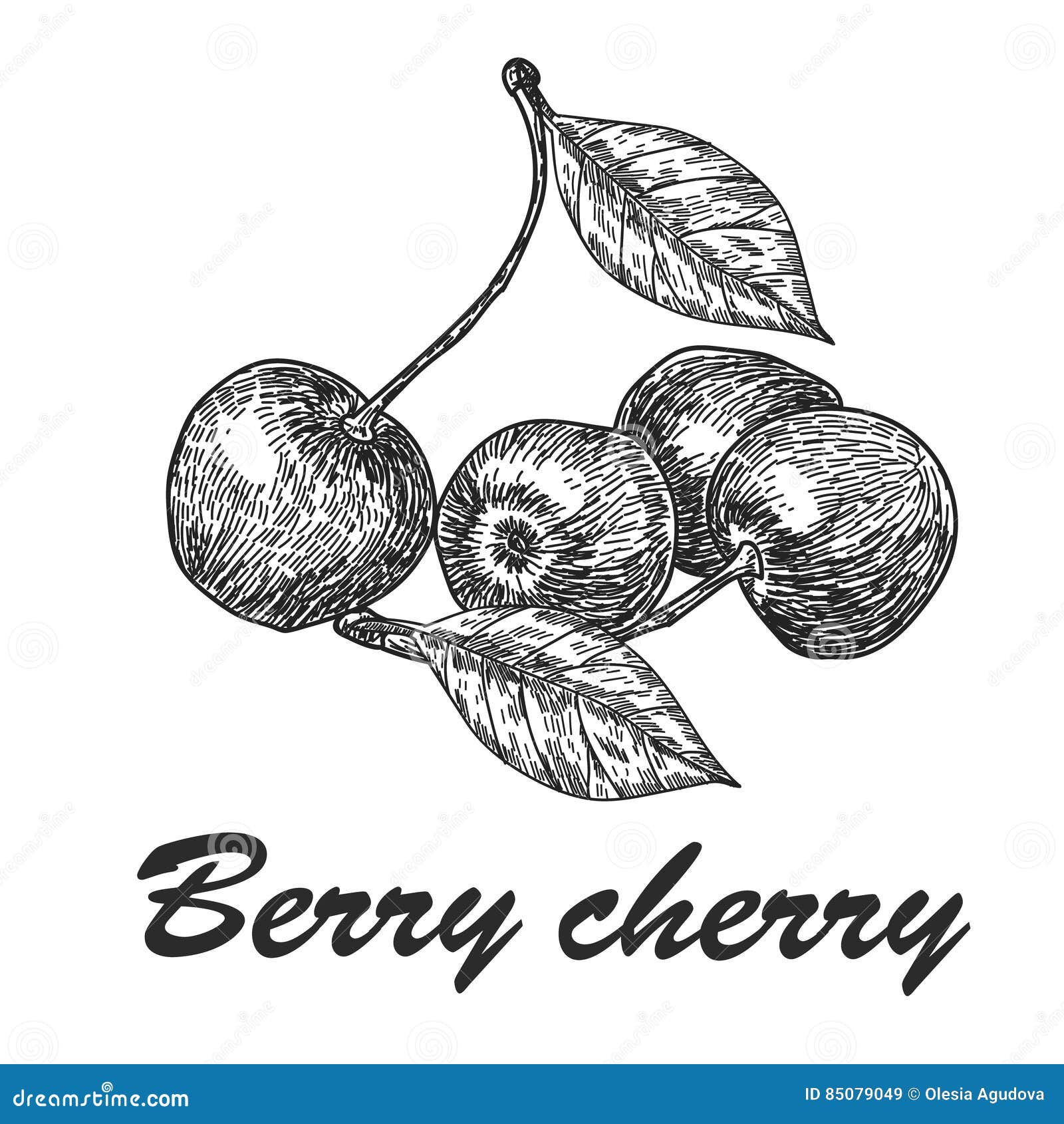 Cherry Sketch. Fruits Vector Illustration Cherry Vector | CartoonDealer ...