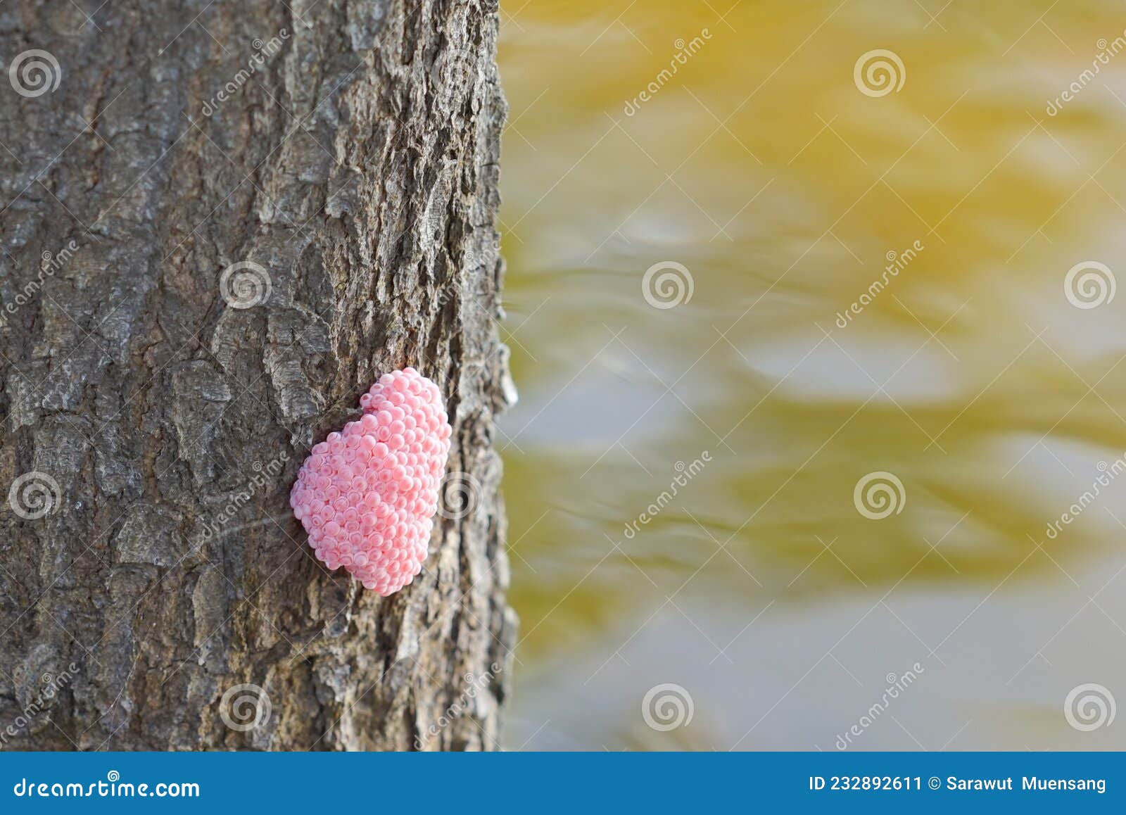 Cherry Snails Lay Their Eggs. Stock Image - Image of branch, green ...