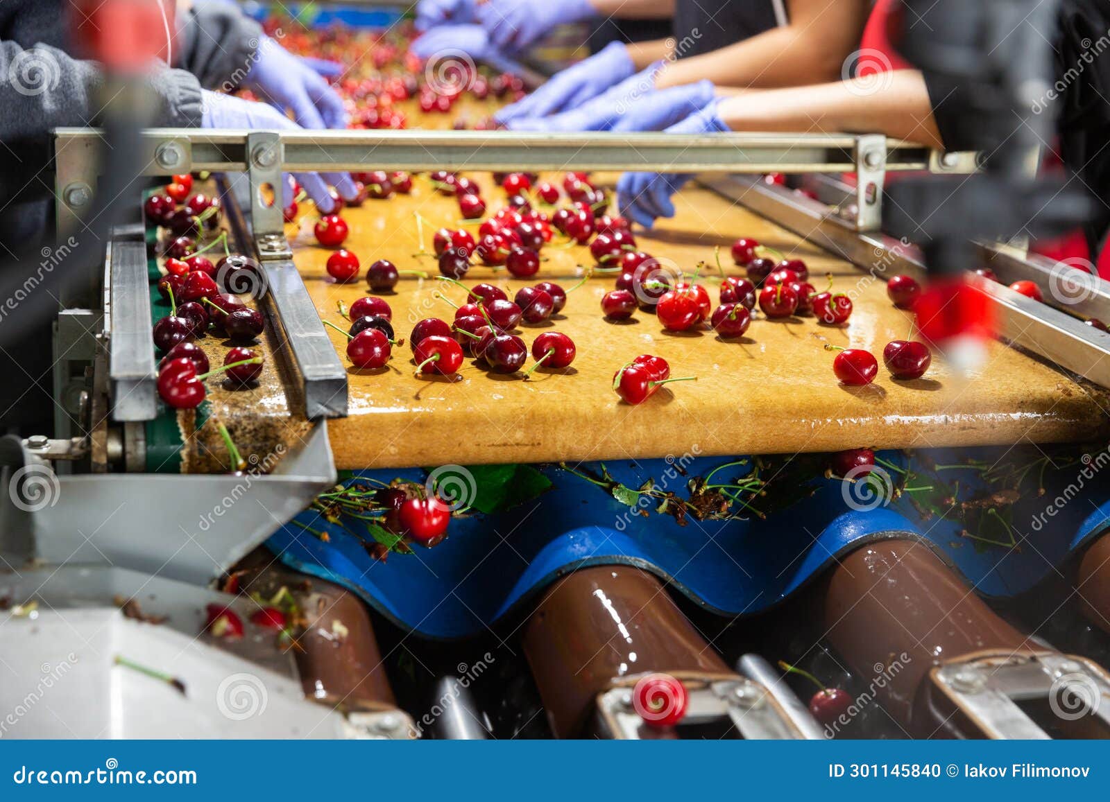 Cherry Sorting and Selecting in a Warehouse Stock Photo - Image of ...