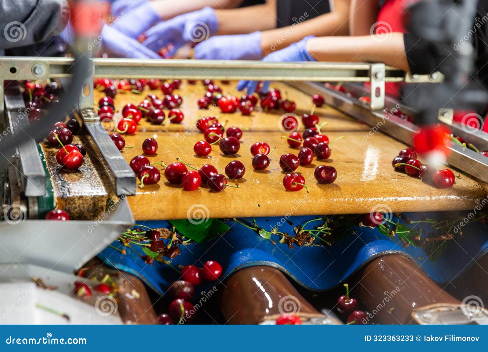 Cherry Sorting and Selecting in a Warehouse Stock Image - Image of ...