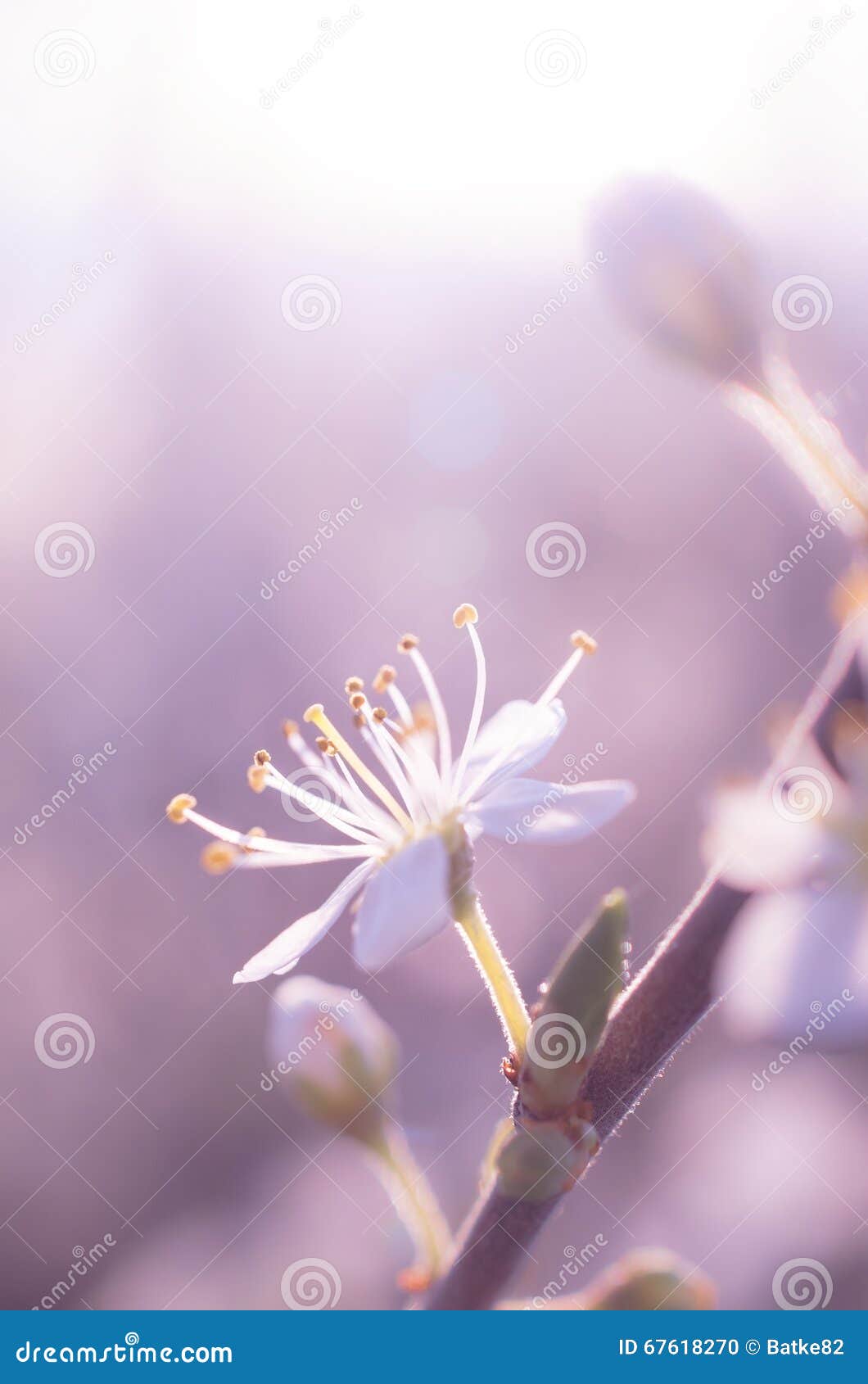 Shalloe Focus Stock Photos - Free & Royalty-Free Stock Photos from ...