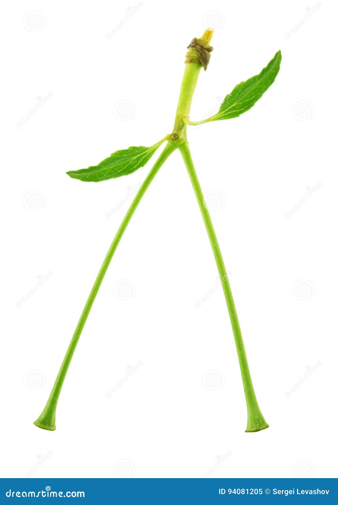 Red Cherry Stem Micrograph Royalty-Free Stock Photography ...