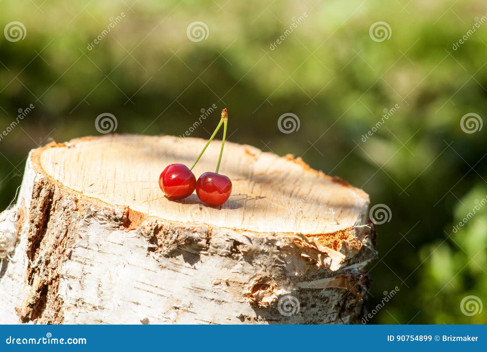 Cherry on a Stump Close Up. Stock Image - Image of nature, cherry: 90754899