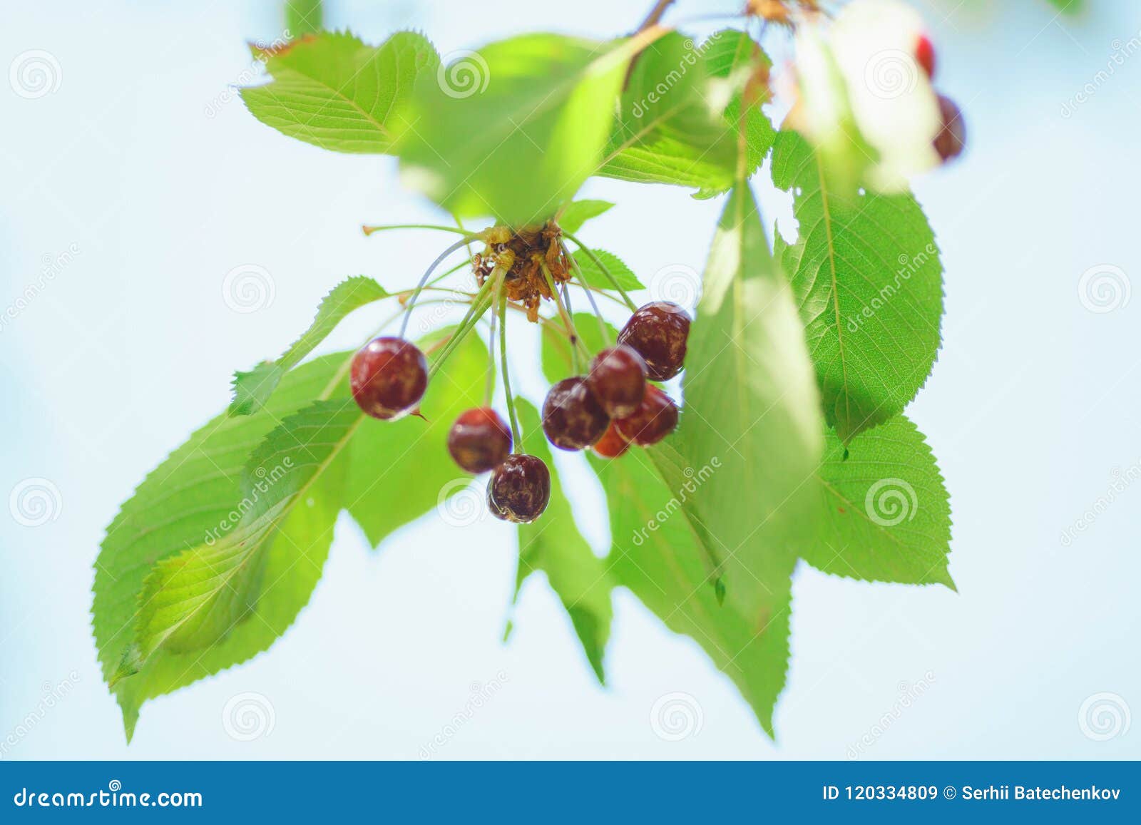 Cherry or Sweet Cherry on the Tree Stock Image - Image of healthy ...
