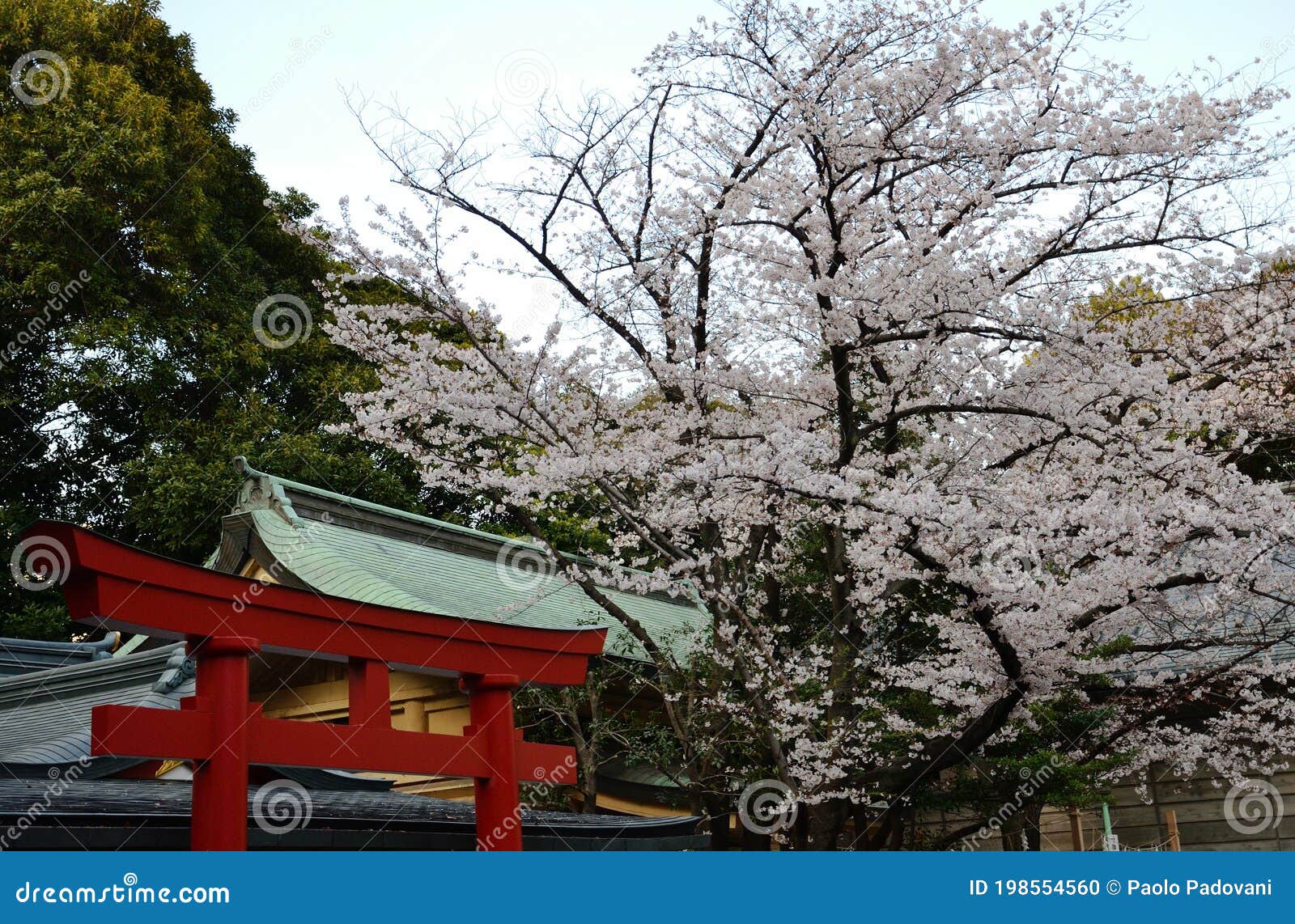 Cherry in temple stock photo. Image of culte, panorama - 198554560
