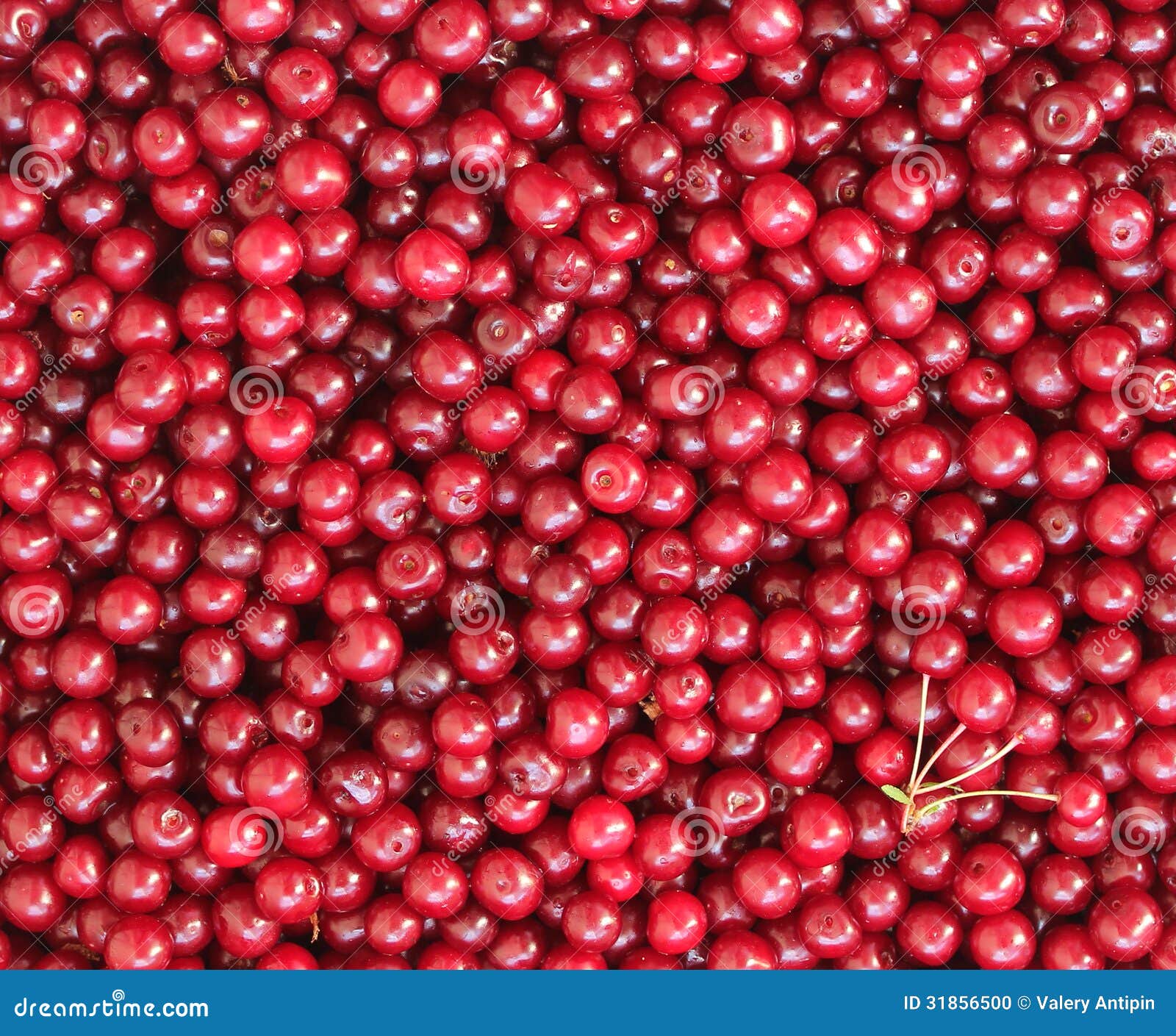Cherry texture stock photo. Image of close, background - 31856500