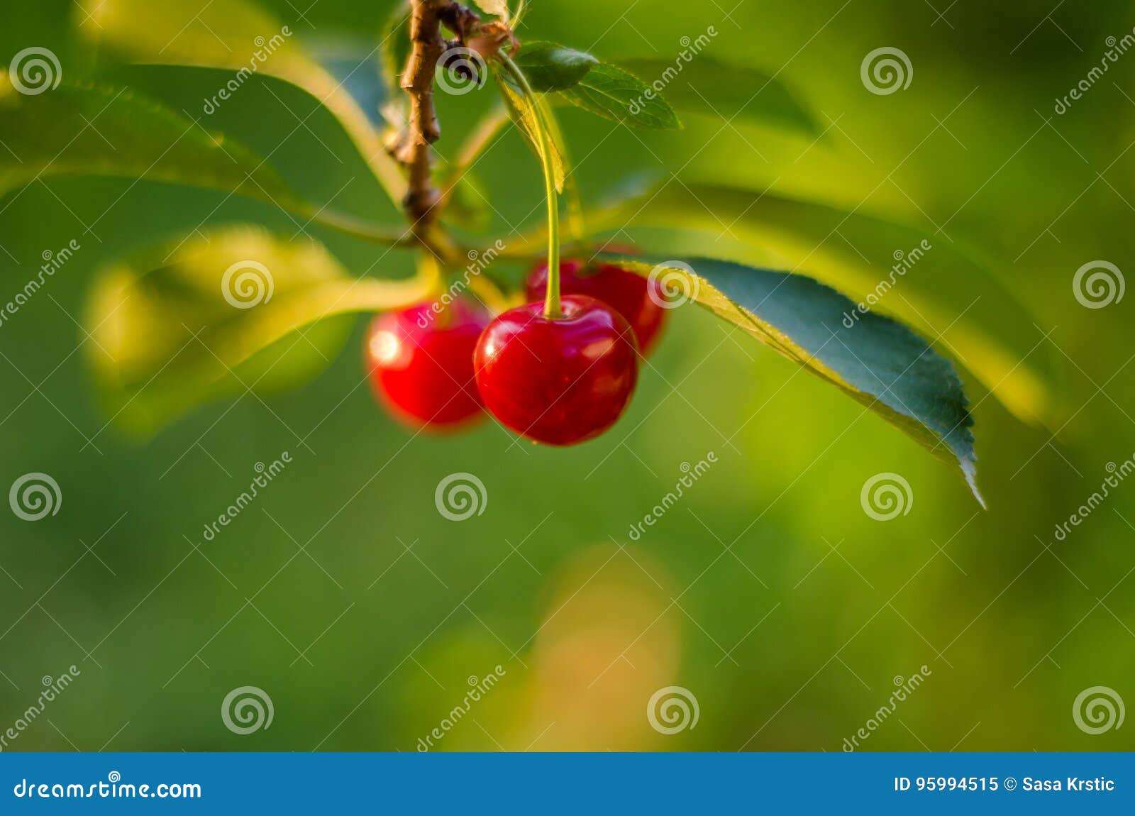Cherry time stock image. Image of blosom, green, time - 95994515