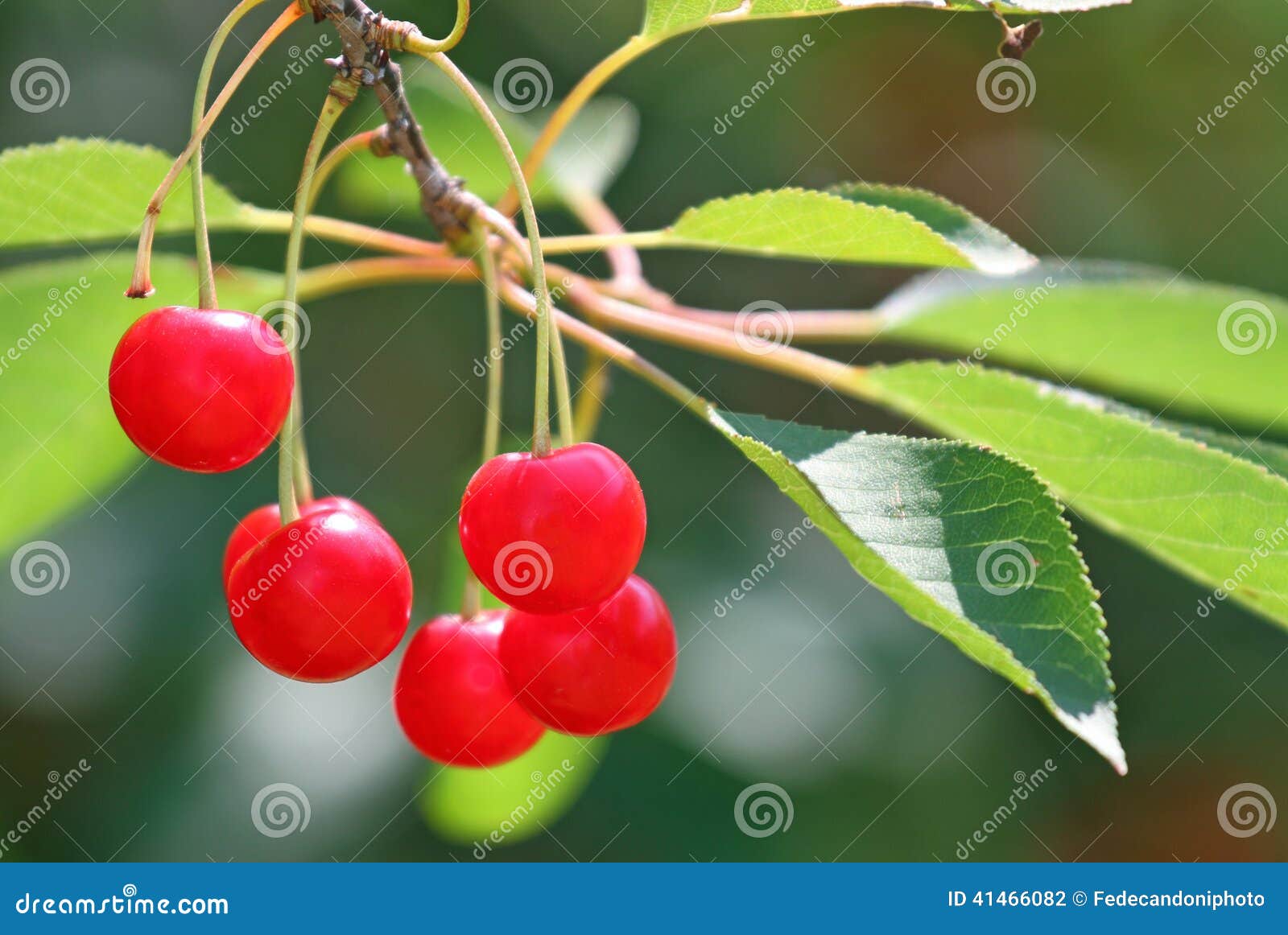 Cherry To the Branch of the Tree in June Stock Photo - Image of ...