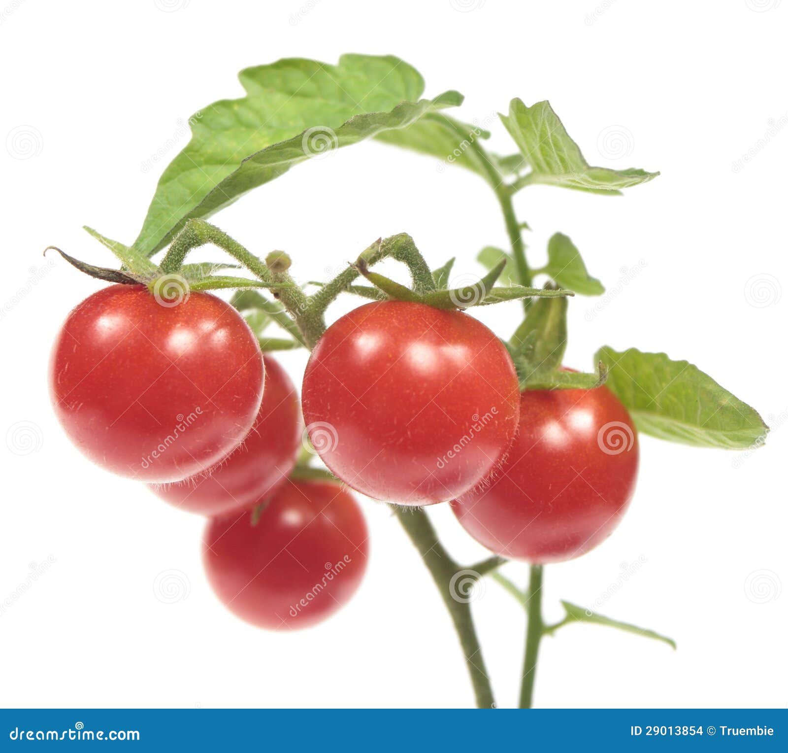 Cherry tomato stock photo. Image of isolated, white, garden - 29013854