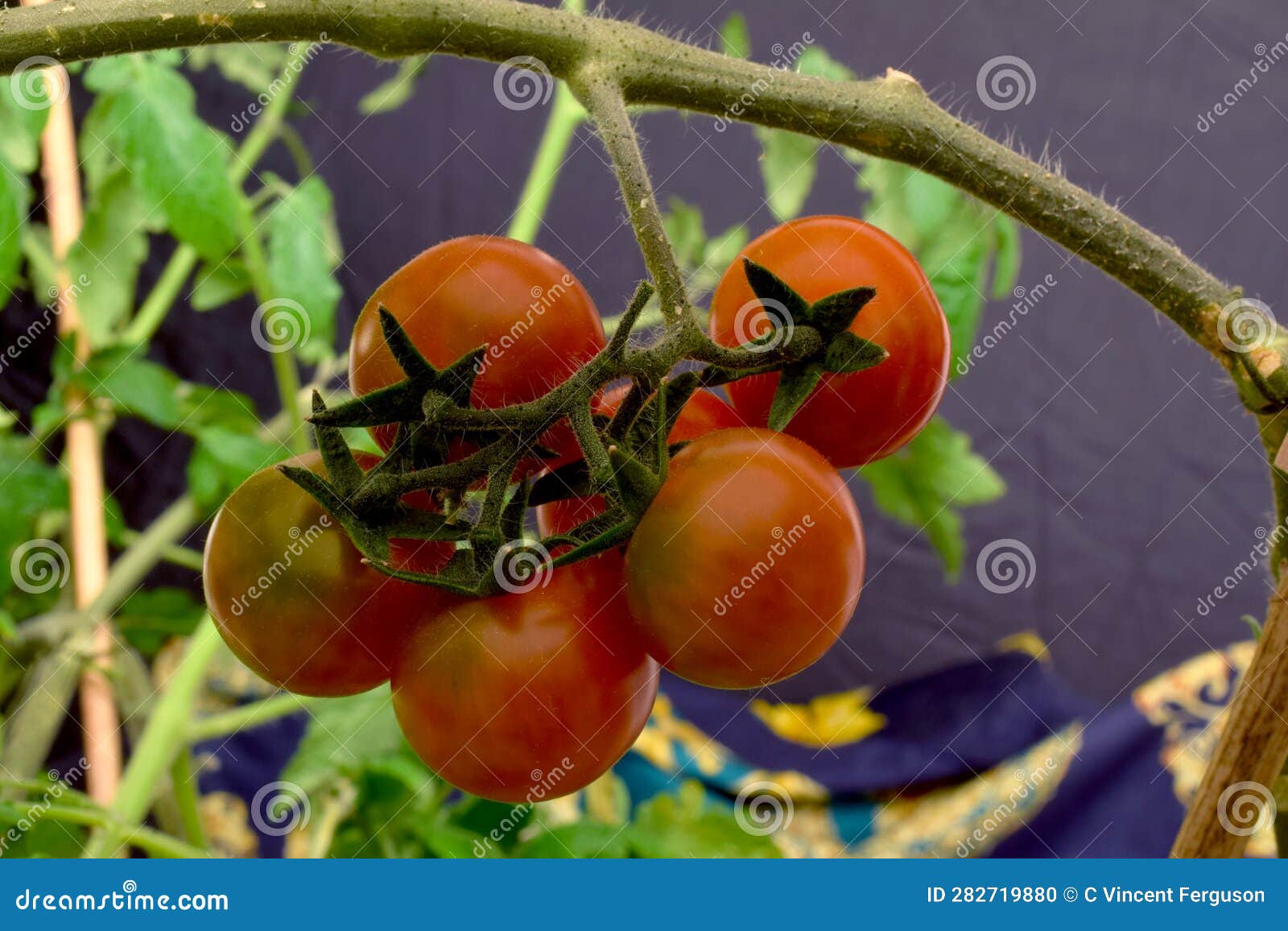 Red Cherry Tomato Cluster Hanging on Vine 01 Stock Photo - Image of ...