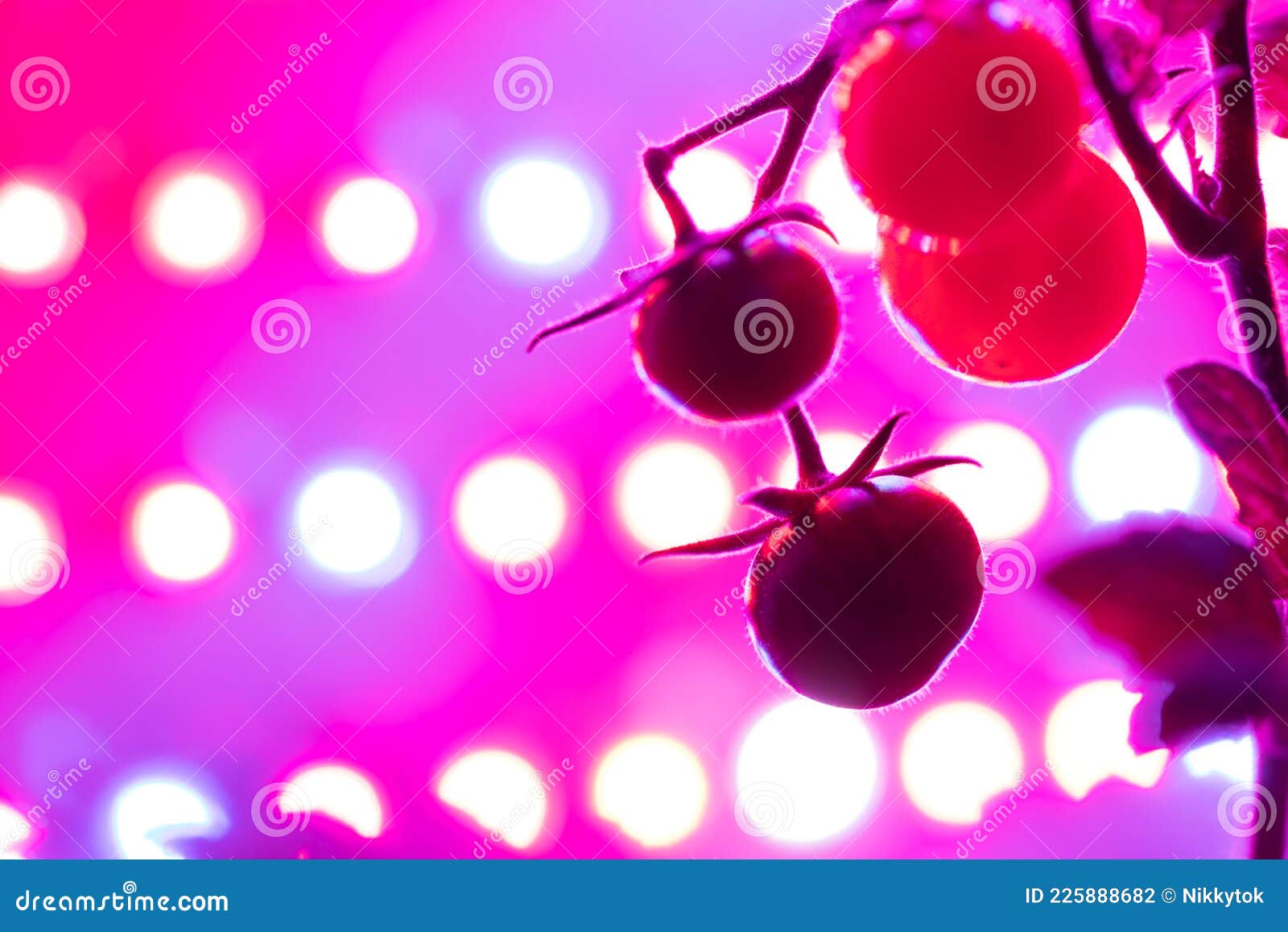 Cherry Tomato Harvest Under the Led Light Grow Lamp Stock Photo - Image ...