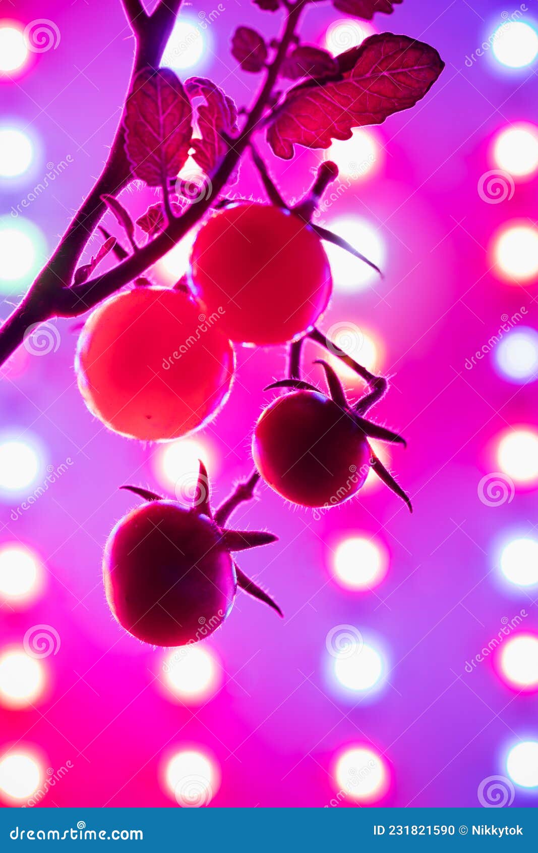 Cherry Tomato Harvest Under the Led Light Grow Lamp Stock Photo - Image ...