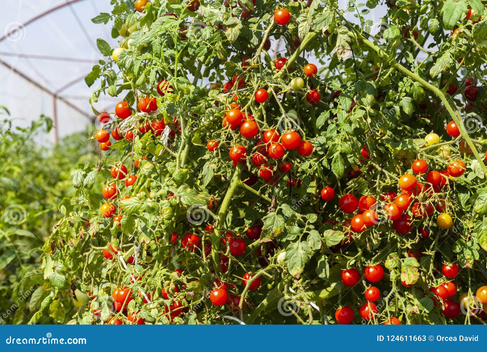 Cherry Tomato Plant imagen de archivo. Imagen de antioxidante - 124611663