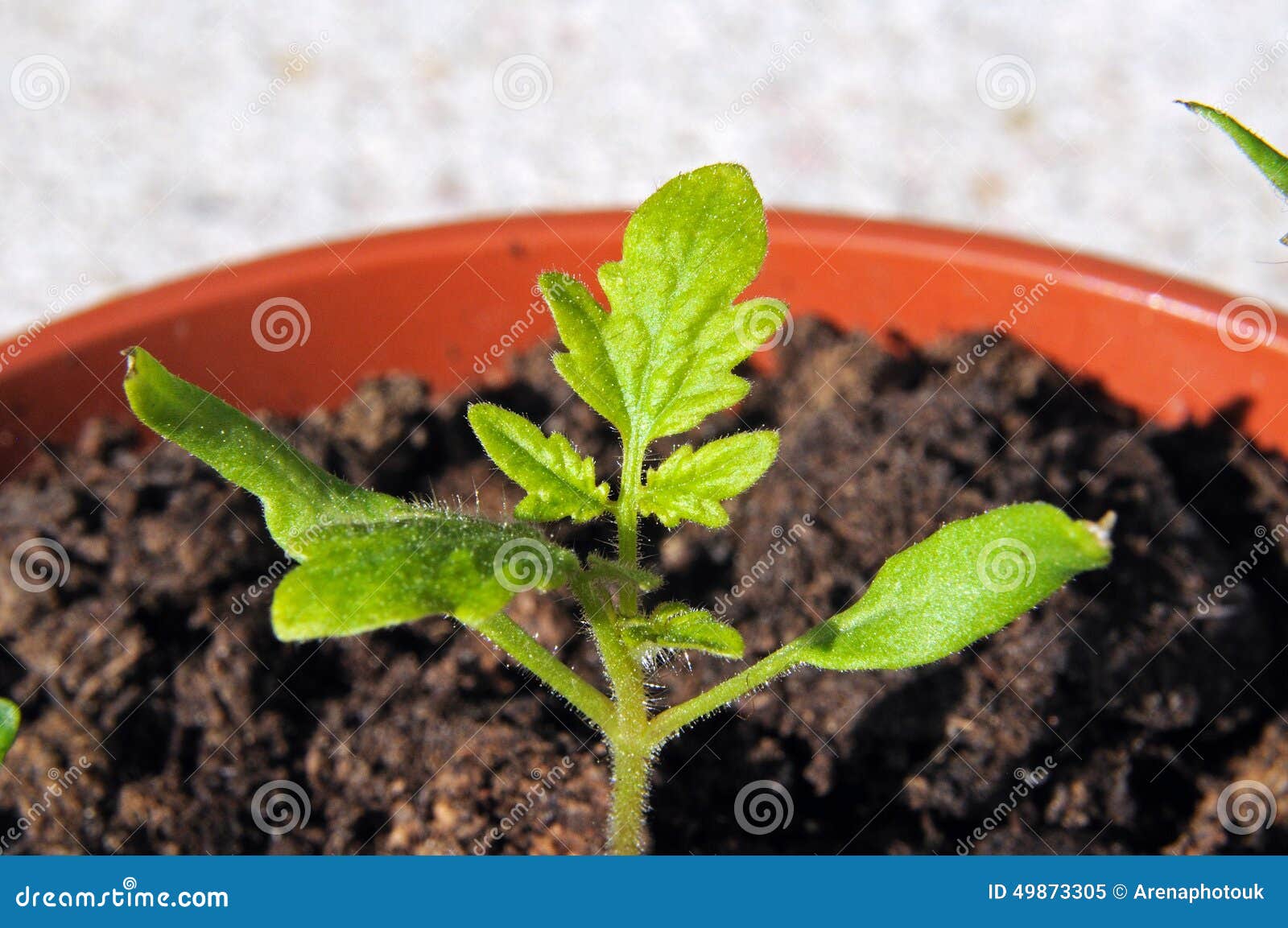 Cherry tomato seedling. stock image. Image of close, horticulture ...