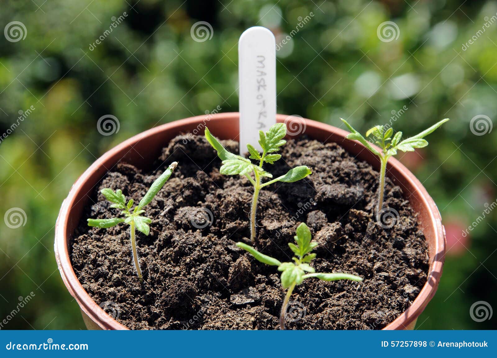 Cherry tomato seedlings. stock photo. Image of grown - 57257898