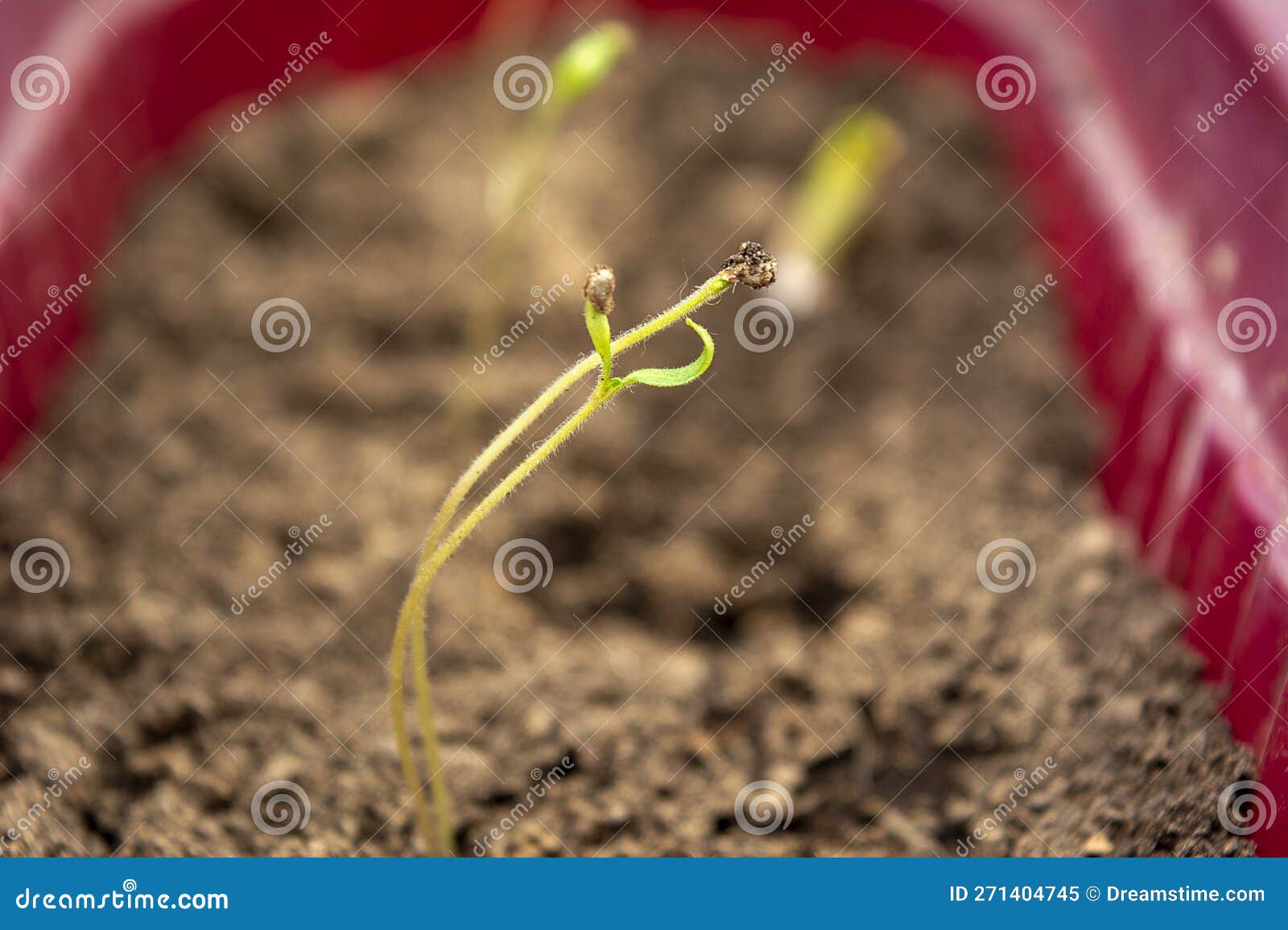 Cherry tomato sprout stock image. Image of farm, growth - 271404745