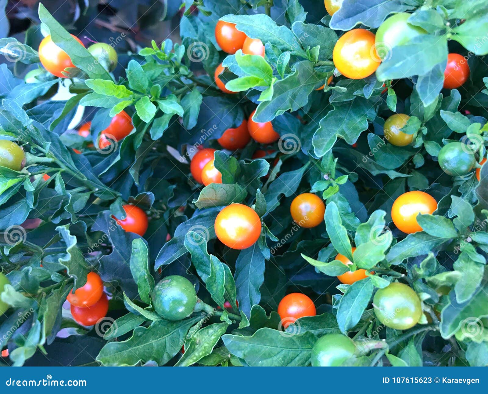 My Tomato Tree Royalty-Free Stock Photography | CartoonDealer.com ...