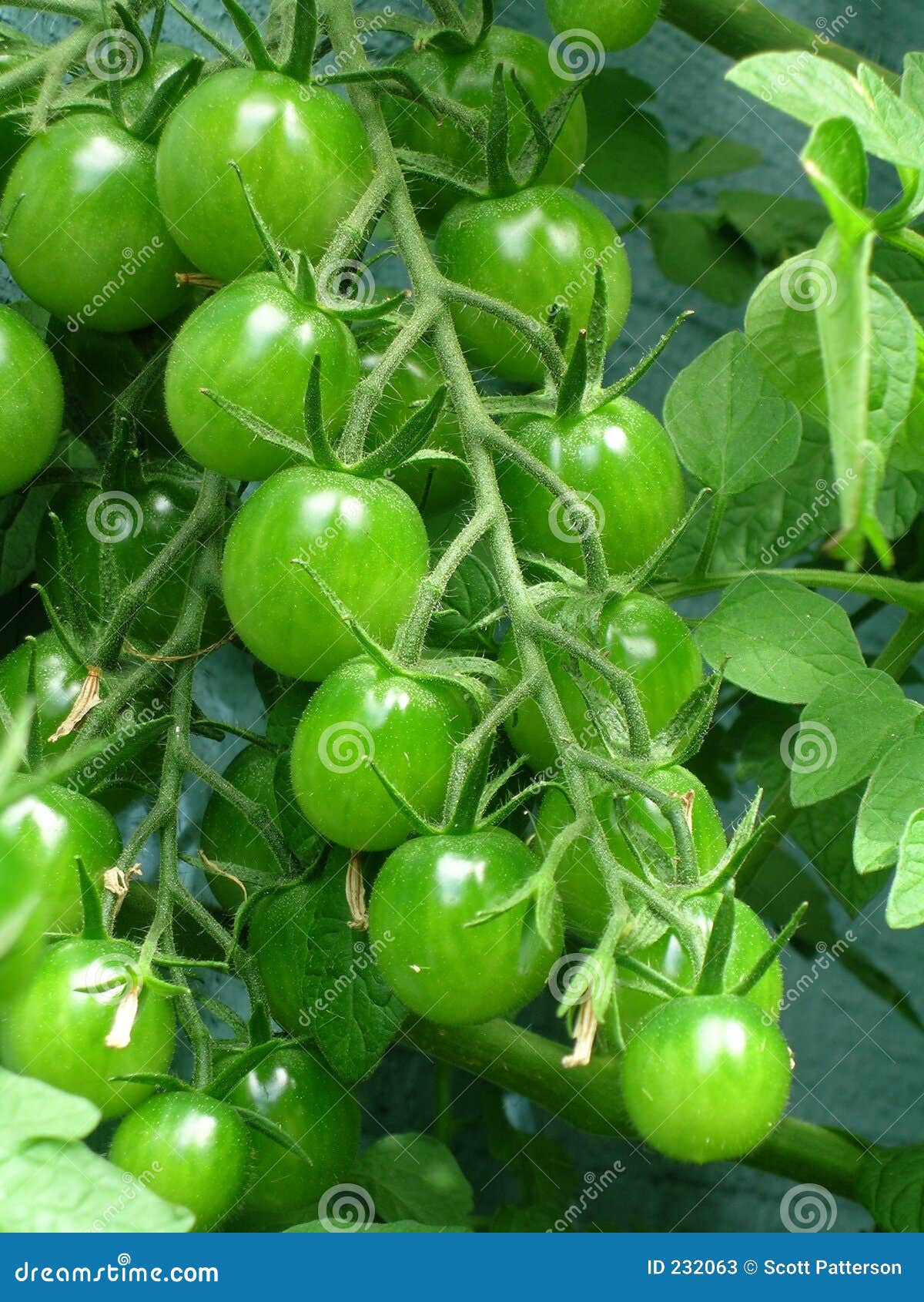 Cherry Tomato Vine stock image. Image of vegetables, nutritious - 232063