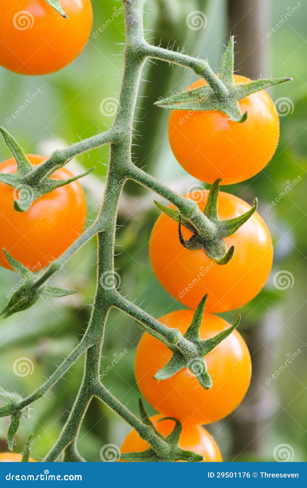 Cherry tomato on vine stock photo. Image of trichome - 29501176