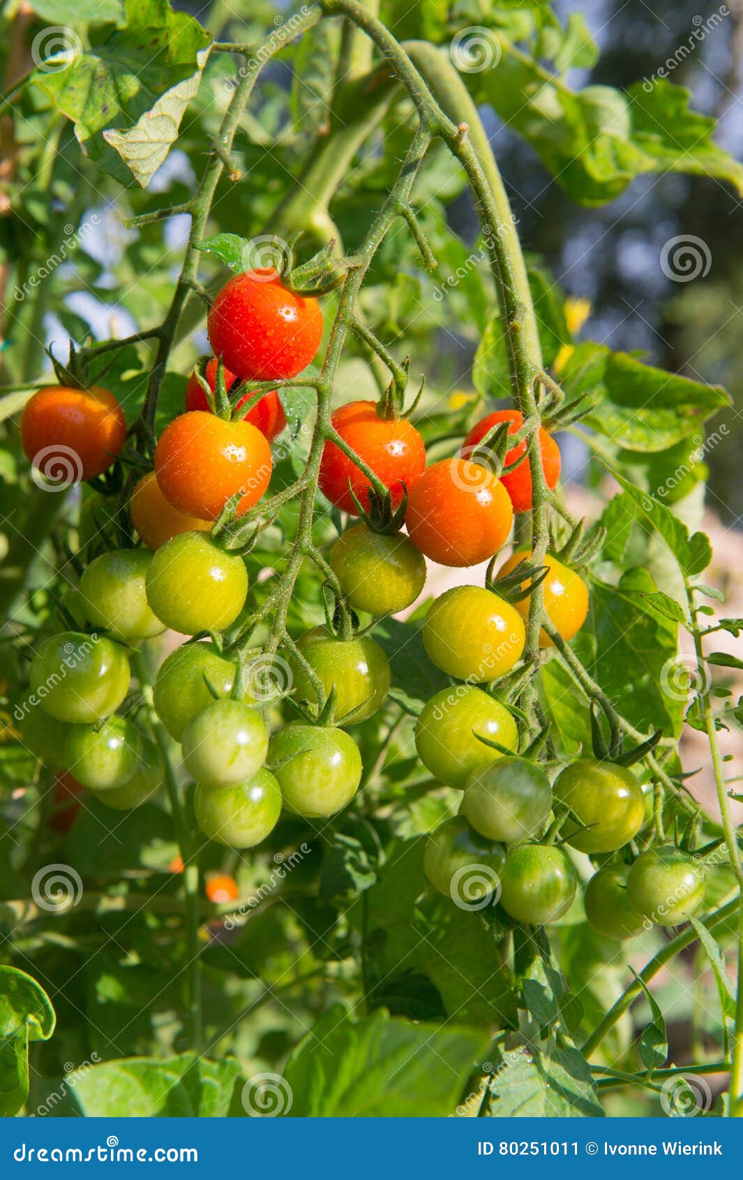 Cherry tomatoes in garden stock image. Image of growing - 80251011