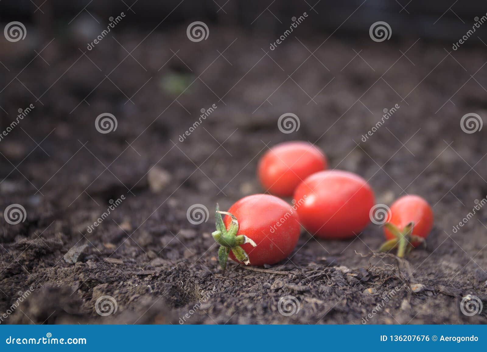 Cherry tomatoes on ground stock photo. Image of homemade - 136207676