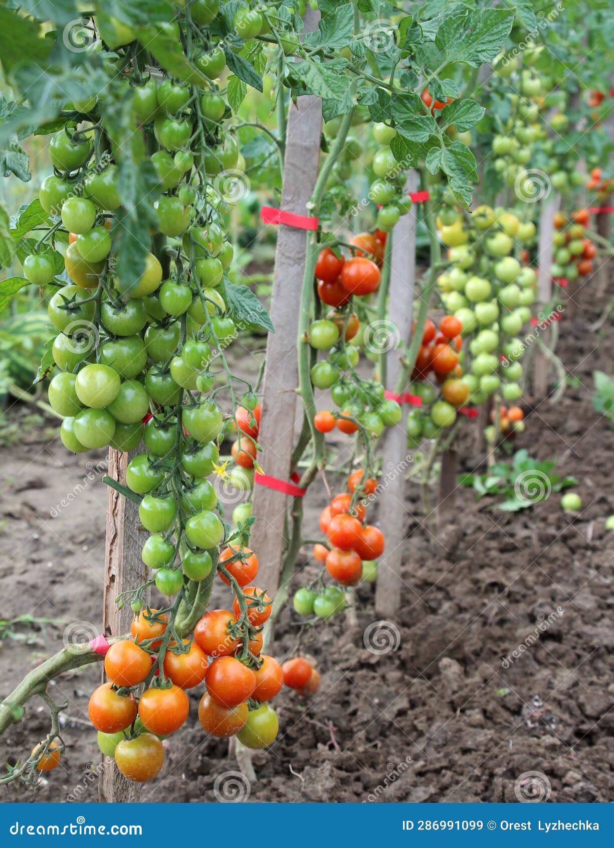 Cherry Tomatoes Grow in Open Ground Stock Image - Image of vegetarian ...