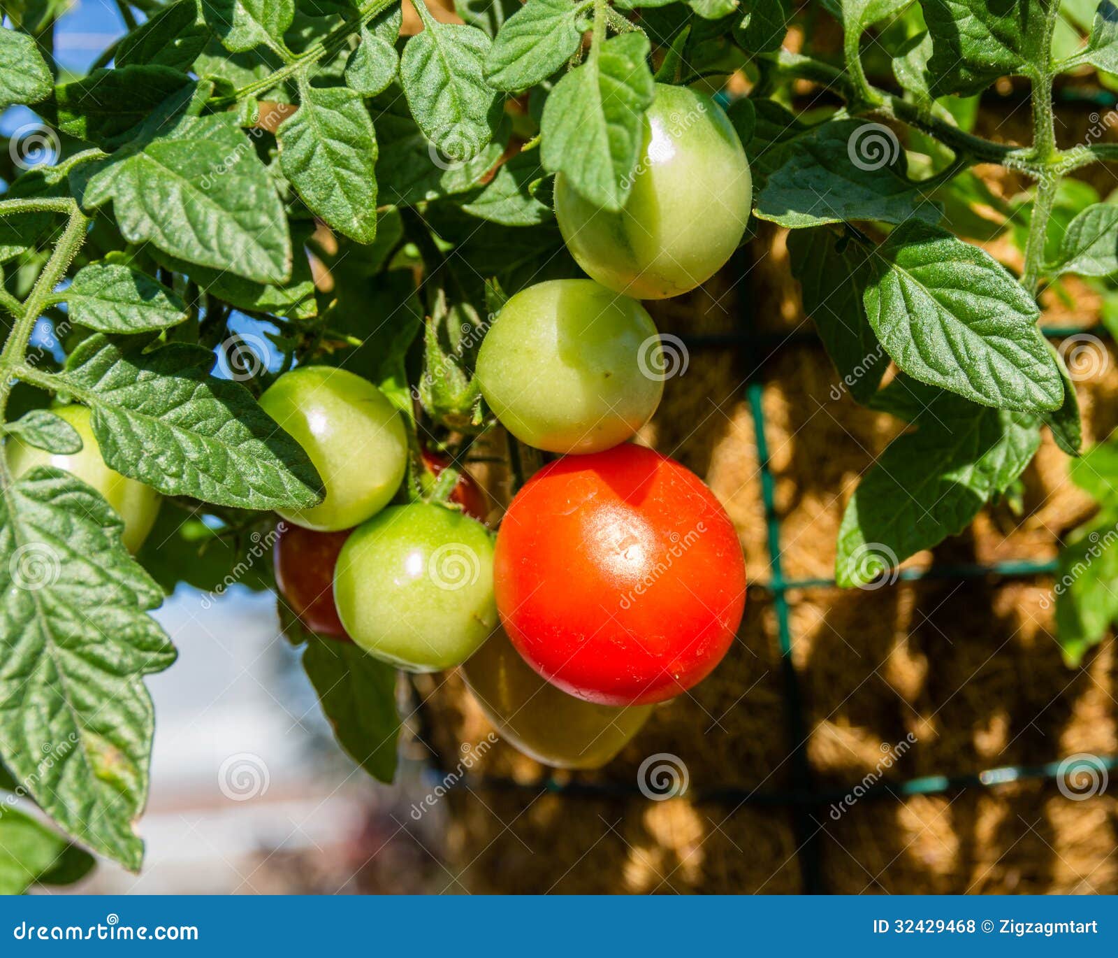 Cherry Tomatoes Growing in the Garden Stock Photo - Image of nutrition ...