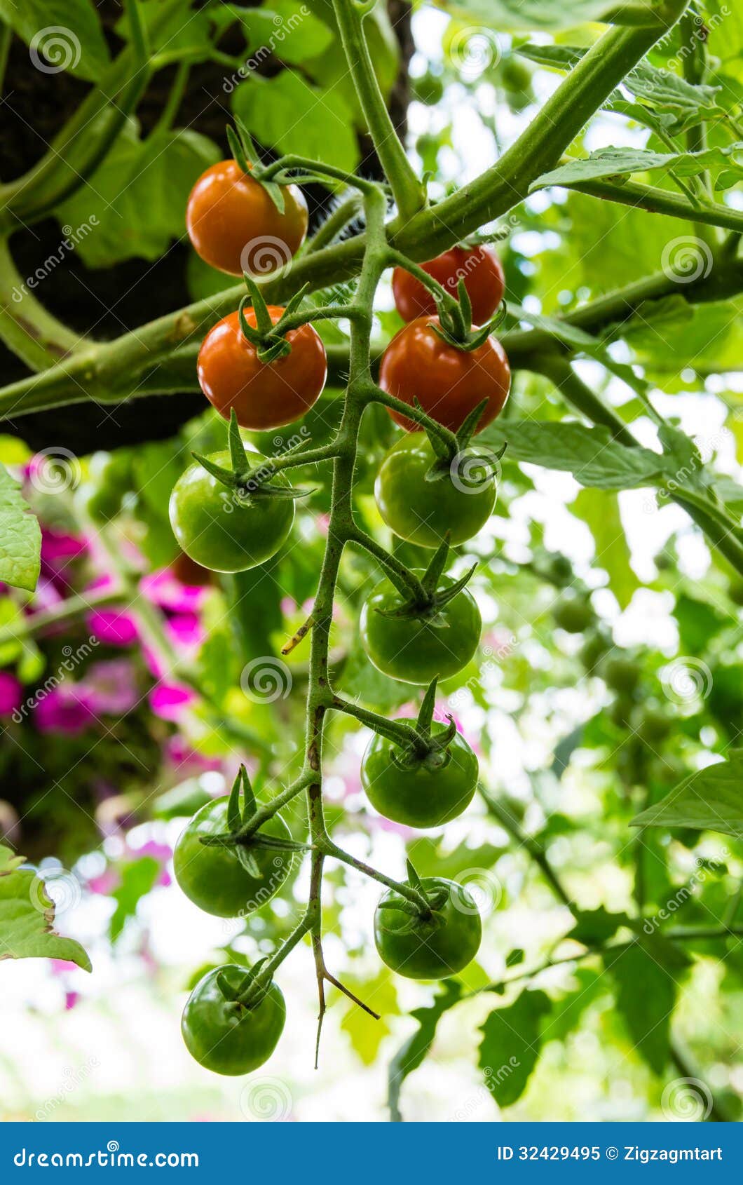 Cherry Tomatoes Growing in the Garden Stock Image - Image of plant ...