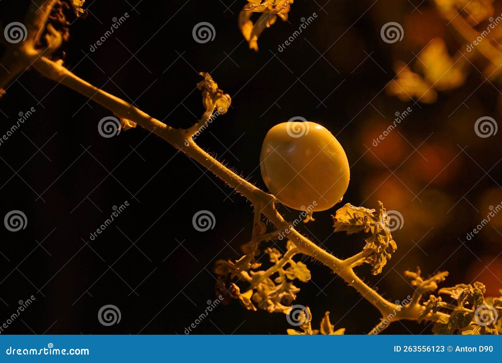 Cherry tomatoes at night stock image. Image of round - 263556123