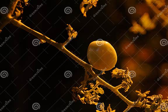 Cherry tomatoes at night stock image. Image of round - 263556123