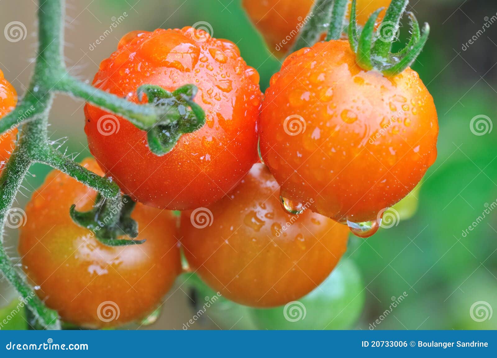 Cherry Tomatoes in Rainy Weather Stock Photo - Image of rain, harvest ...