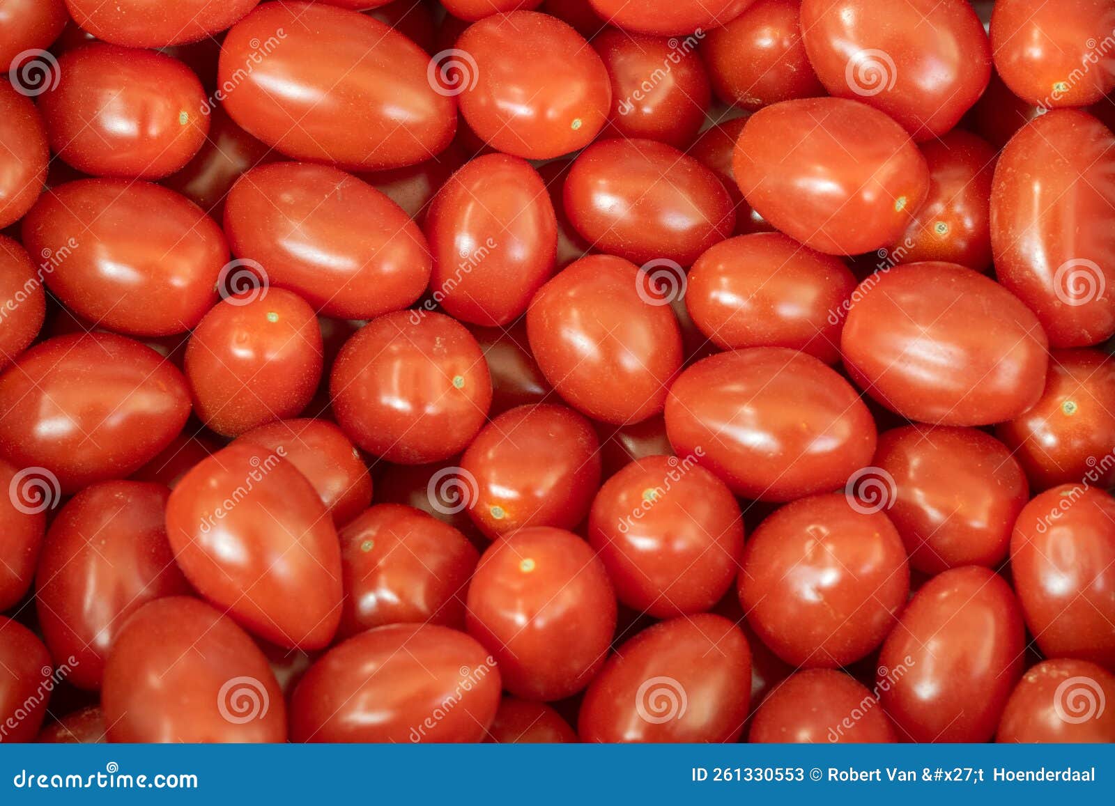 Cherry Tomatoes Ready To Eat at Amsterdam the Netherlands 19-9-2022 ...