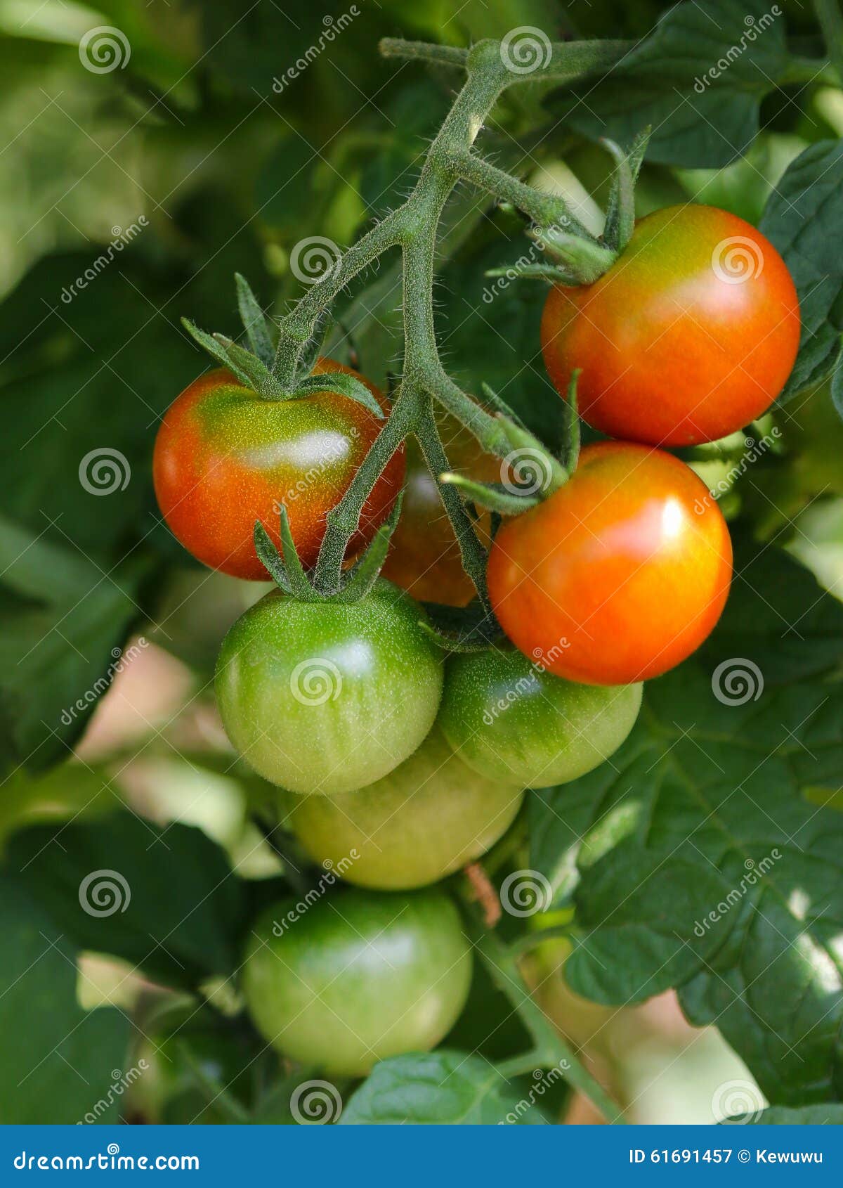 Cherry Tomatoes Ripen on Its Vine Stock Image - Image of growth, hairy ...