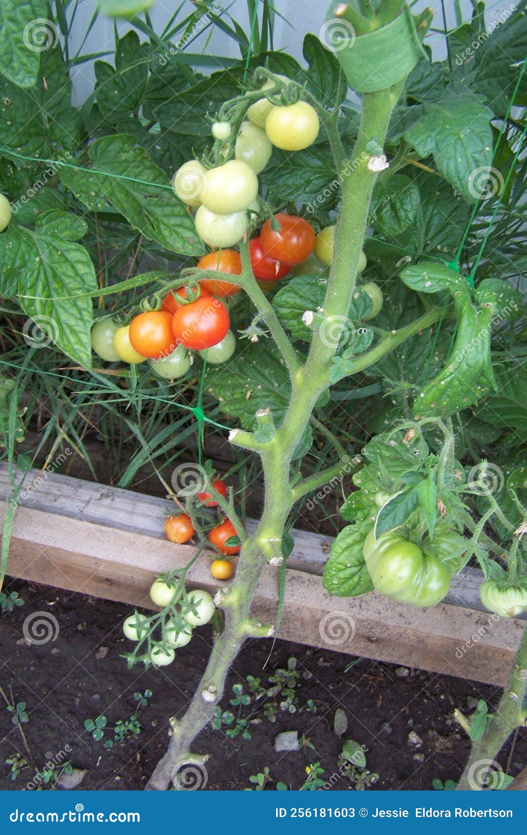 Cherry tomatoes - vertical stock image. Image of leaves - 256181603
