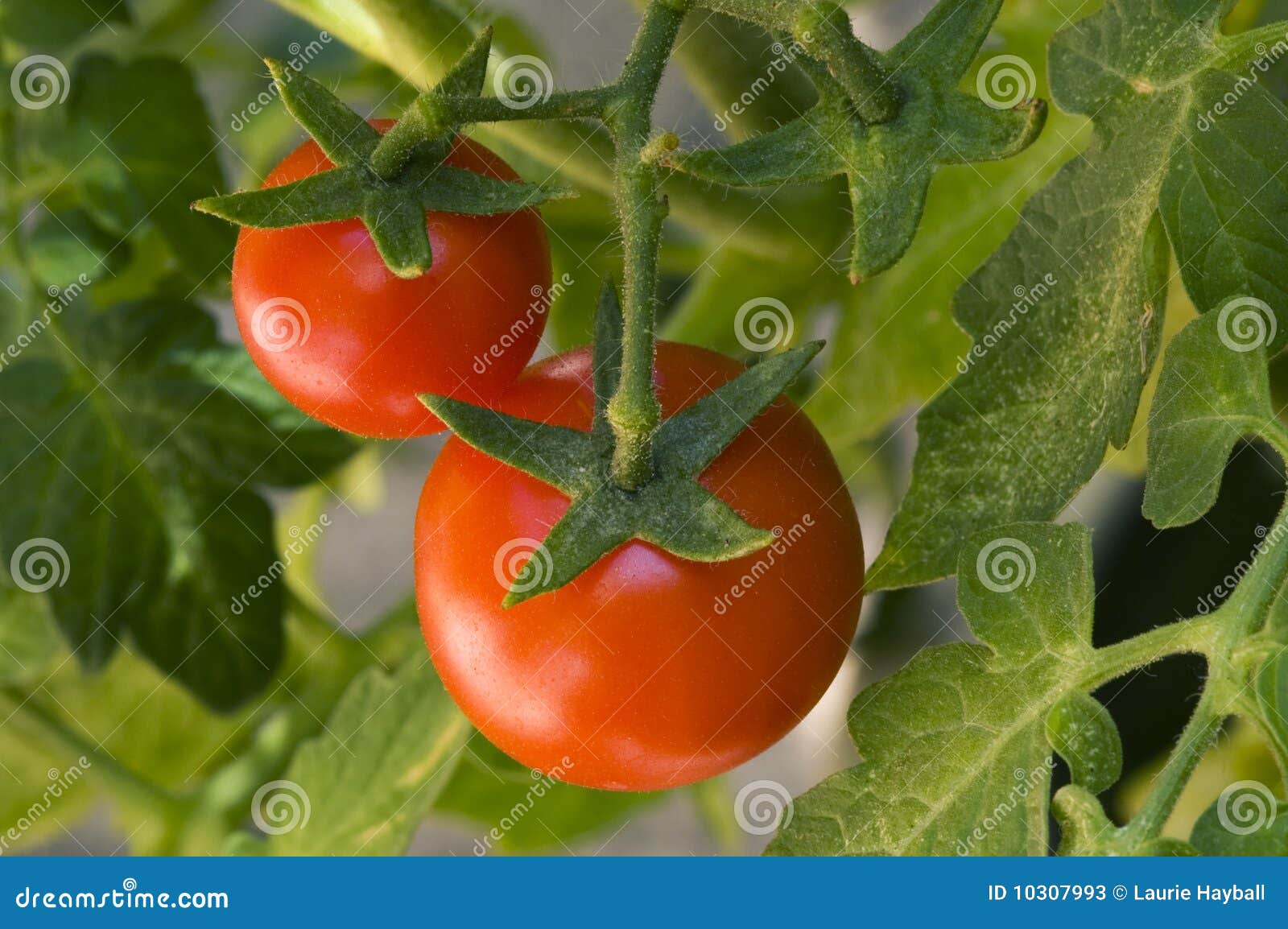 Tomatoes On Vine. Ripening Tomatoes On A Branch In The Open Field ...