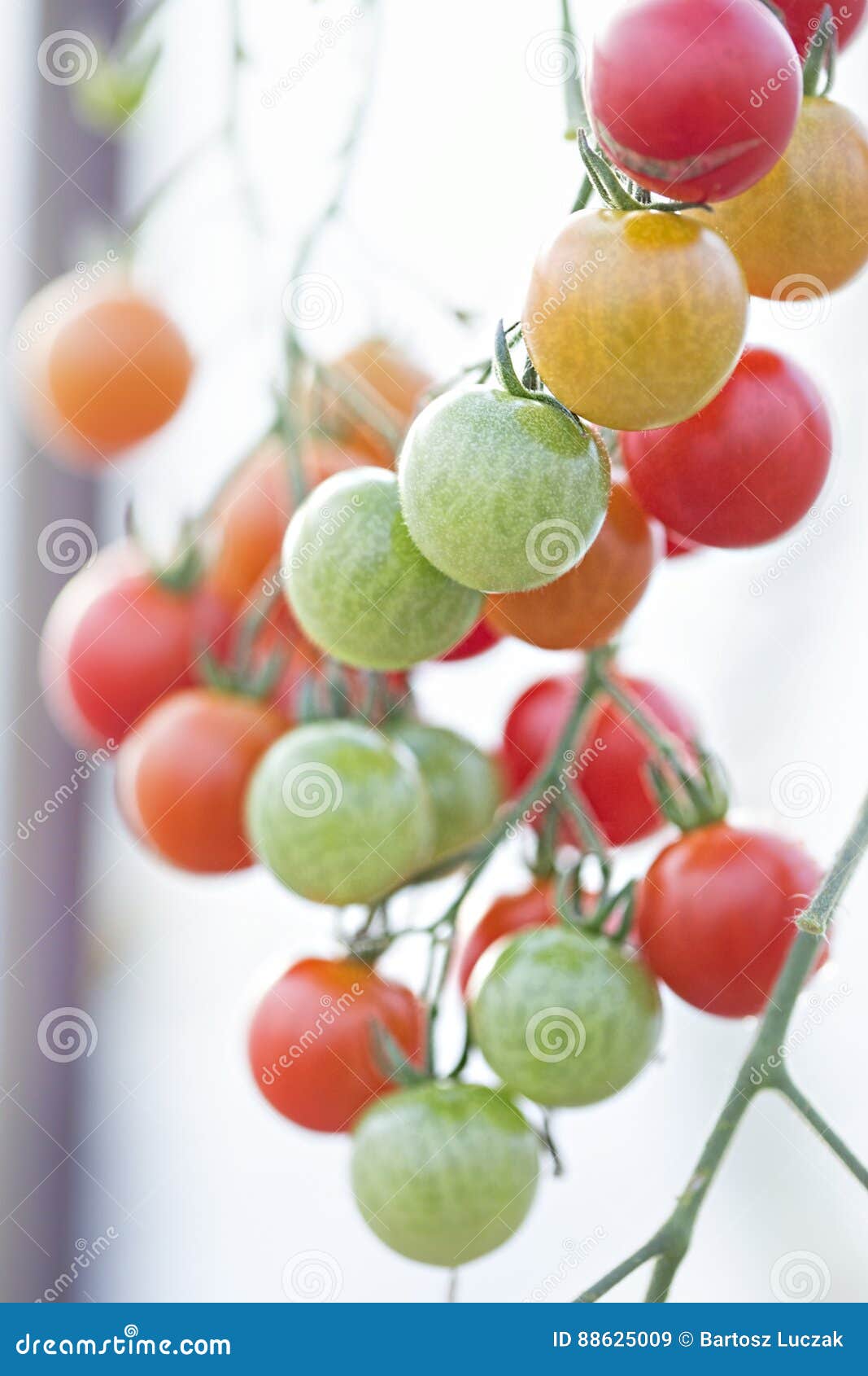 Tomatoes On The Vine Growing From The Cold Frame Stock Photo ...