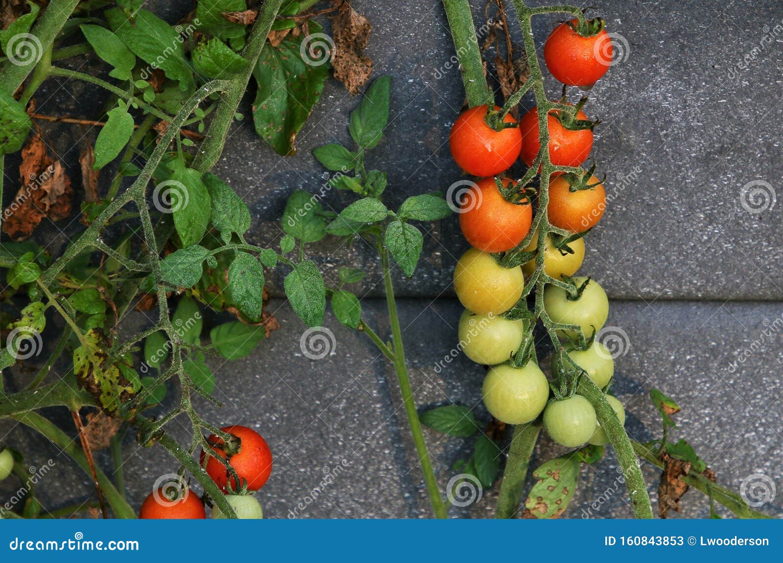 Cherry Tomatoes on the Vine Stock Image - Image of beautiful, maturity ...