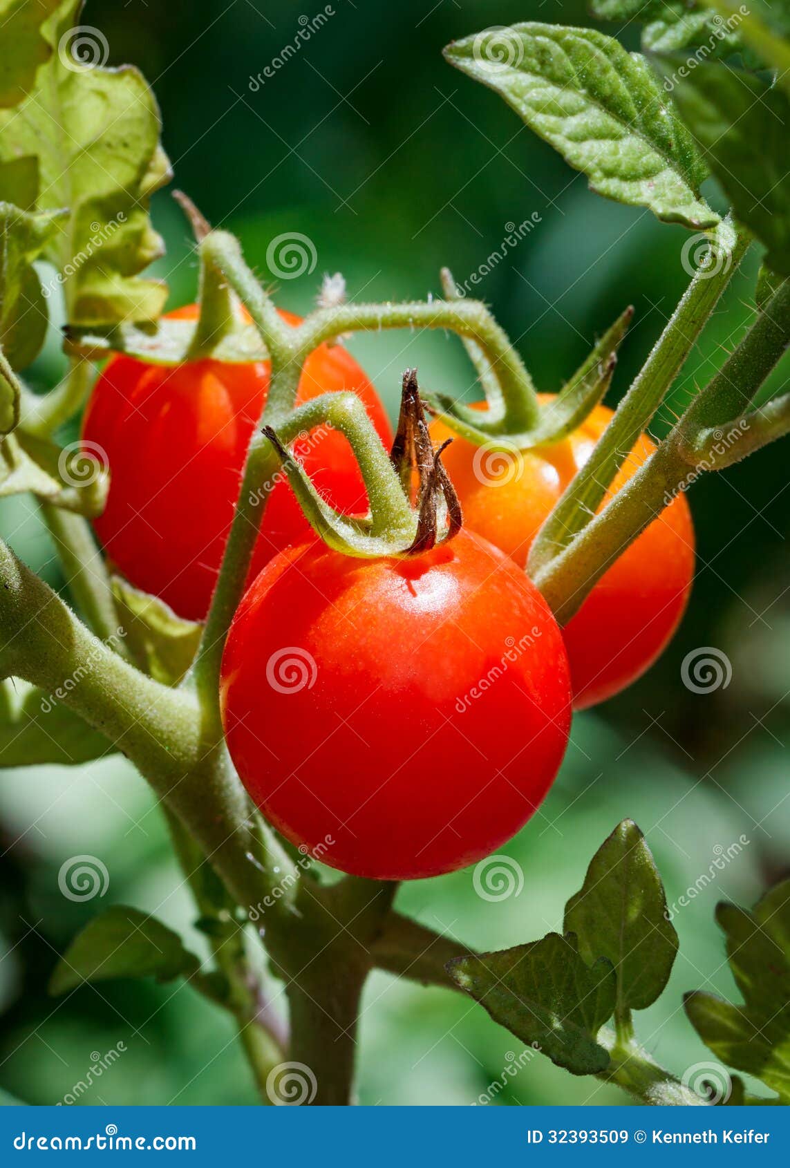 Cherry Tomatoes on the Vine Stock Image - Image of bright, vegetable ...
