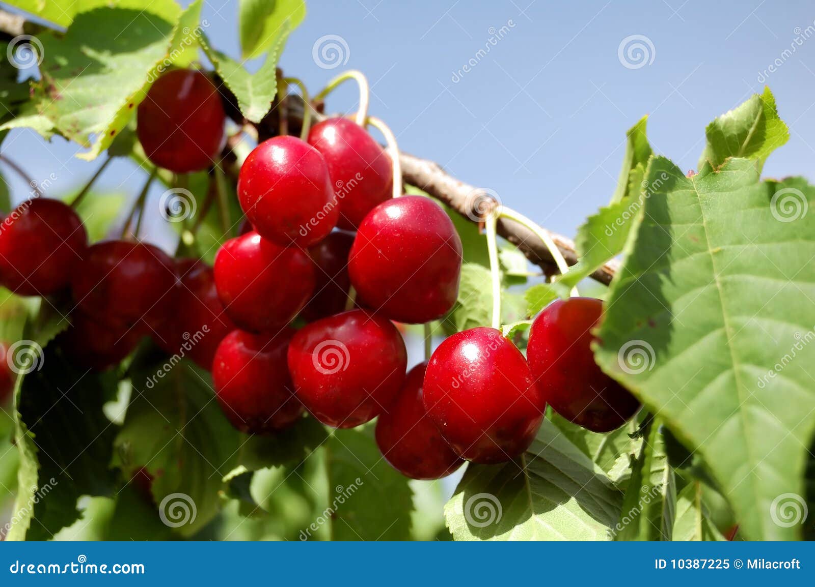 Cherry tree stock image. Image of season, agriculture - 10387225