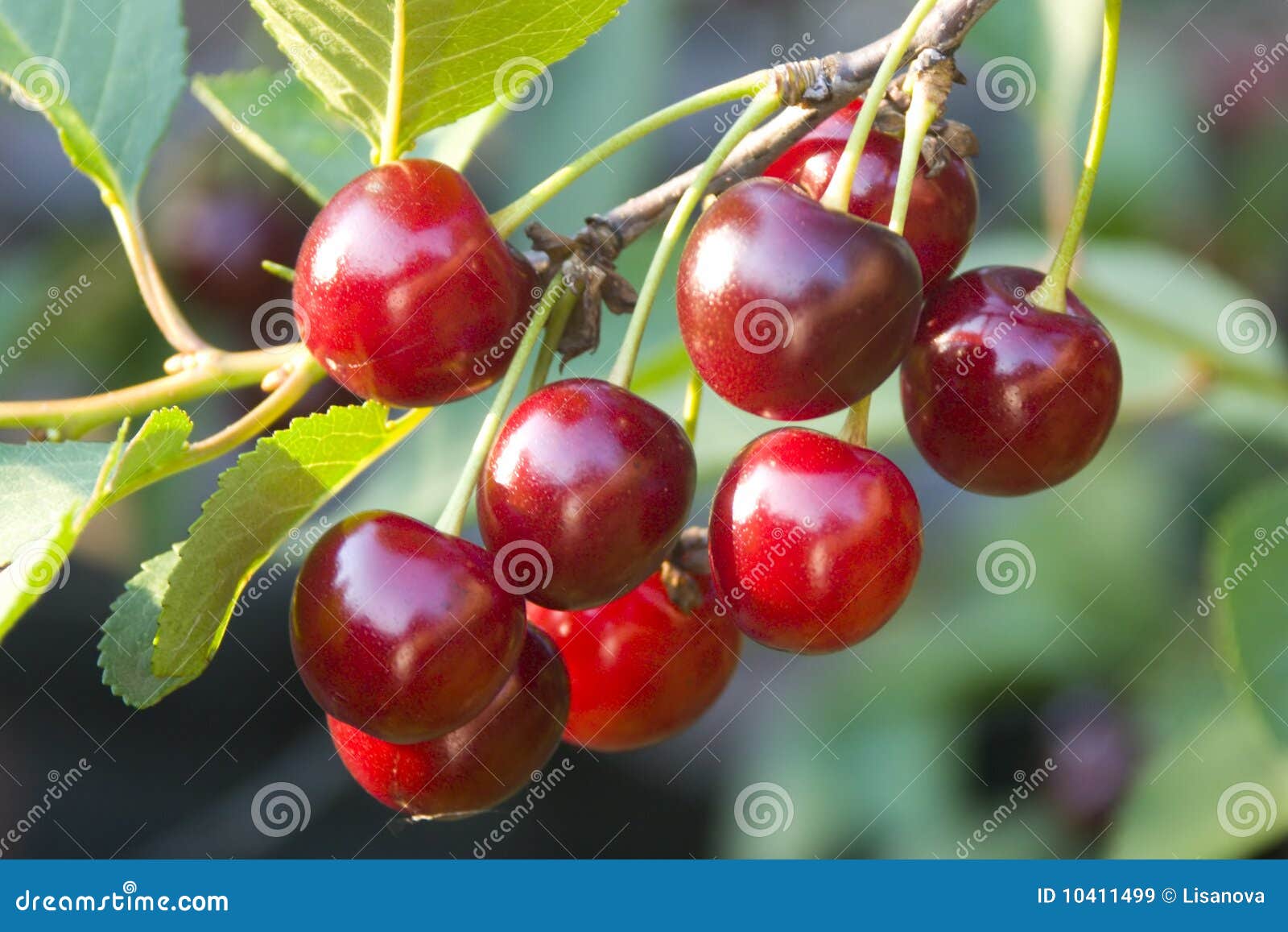 Cherry tree stock image. Image of green, cherry, garden - 10411499