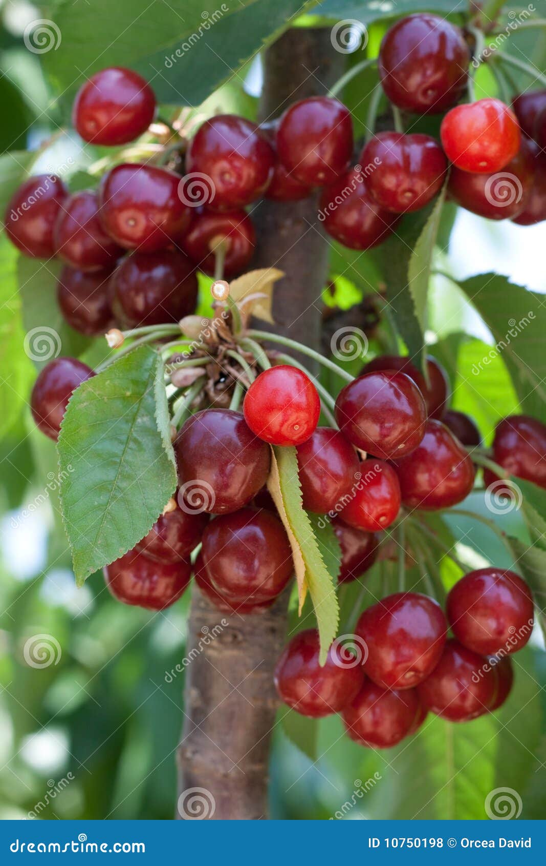 Cherry Tree Oozing Sap From Wounds Or Canker , Process Known As ...