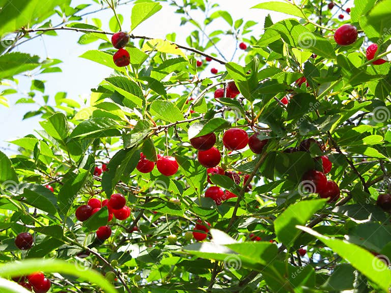 Cherry Tree stock photo. Image of green, close, ripe - 11967752