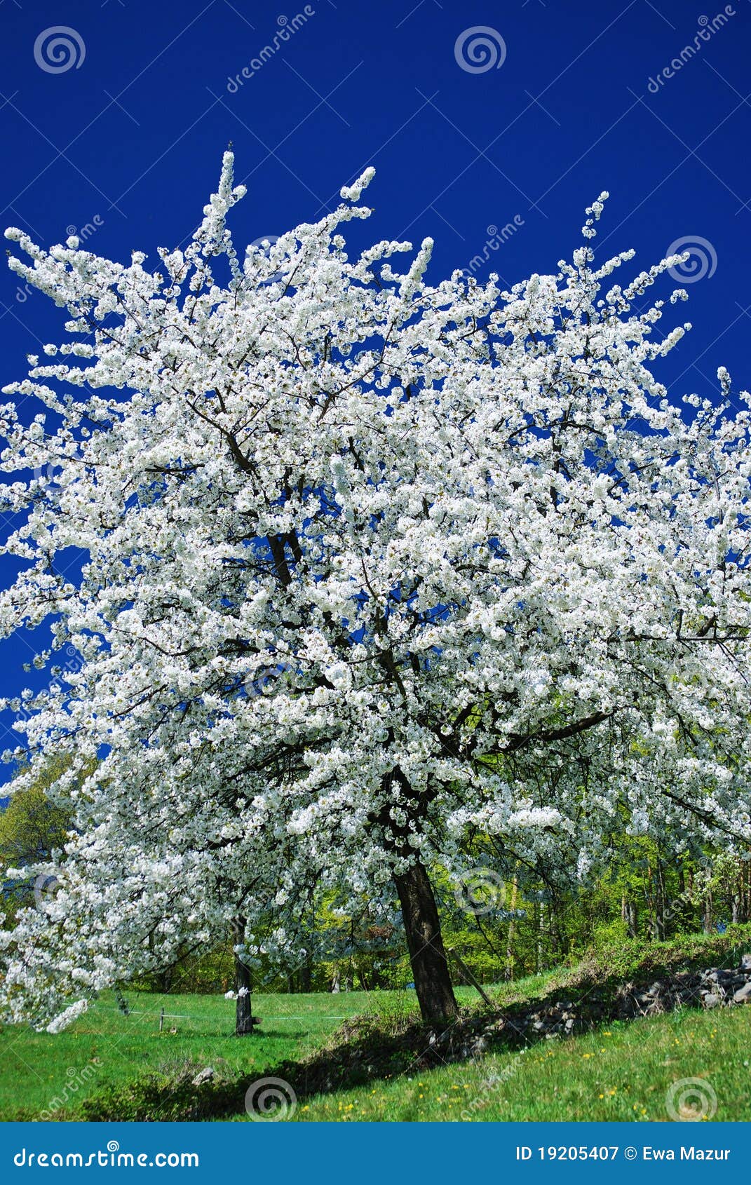 Cherry tree stock image. Image of fresh, renew, petal - 19205407