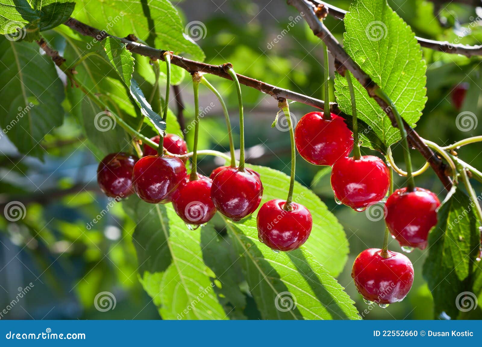 Cherry on a tree stock photo. Image of orchard, fresh - 22552660