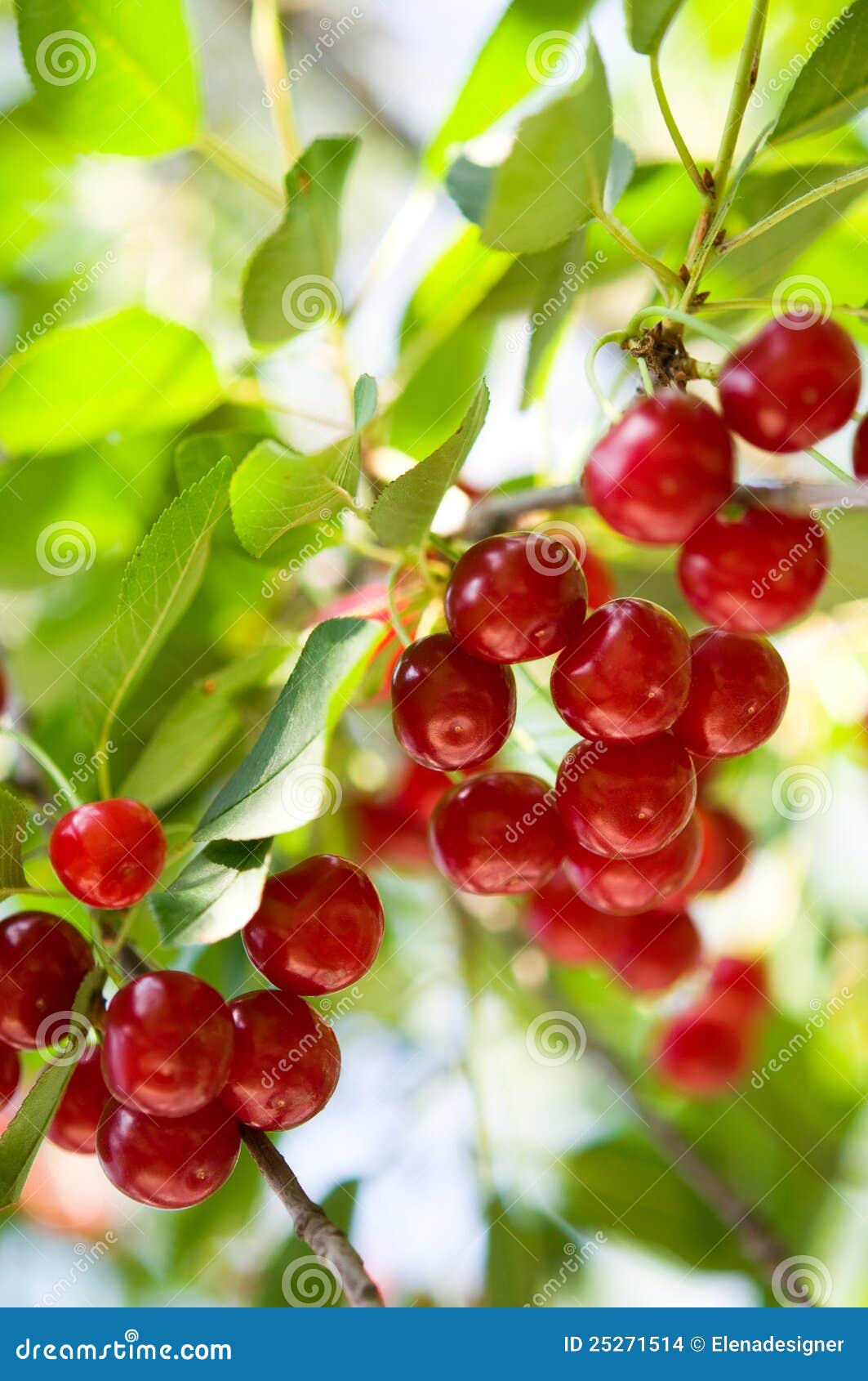 Cherry on the tree stock photo. Image of berry, agriculture - 25271514
